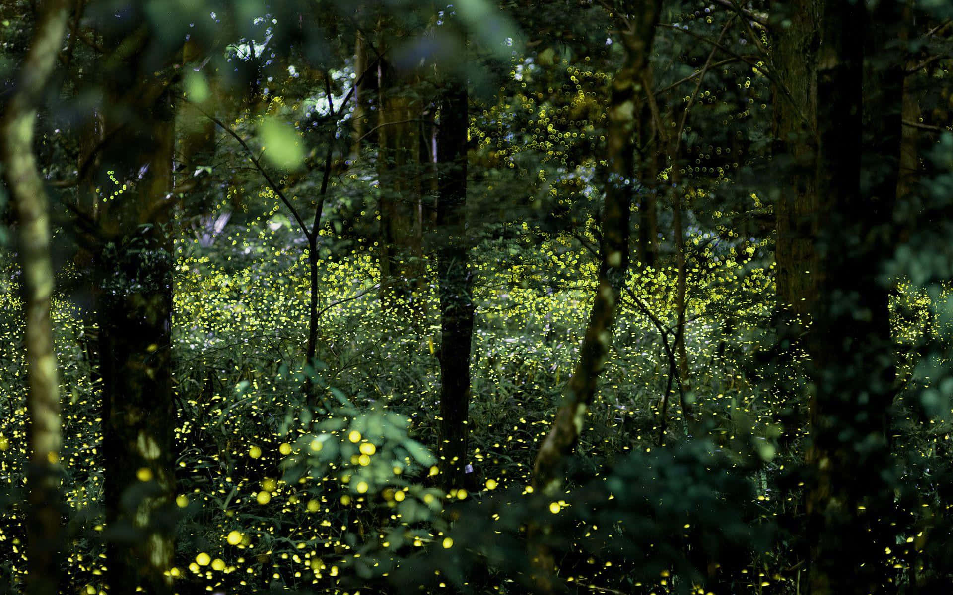 Into The Forest of Fireflies Light Wallpapers - Top Free Into The ...