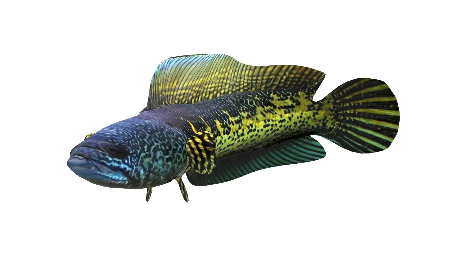 Snakehead Wallpapers - Top Free Snakehead Backgrounds - WallpaperAccess