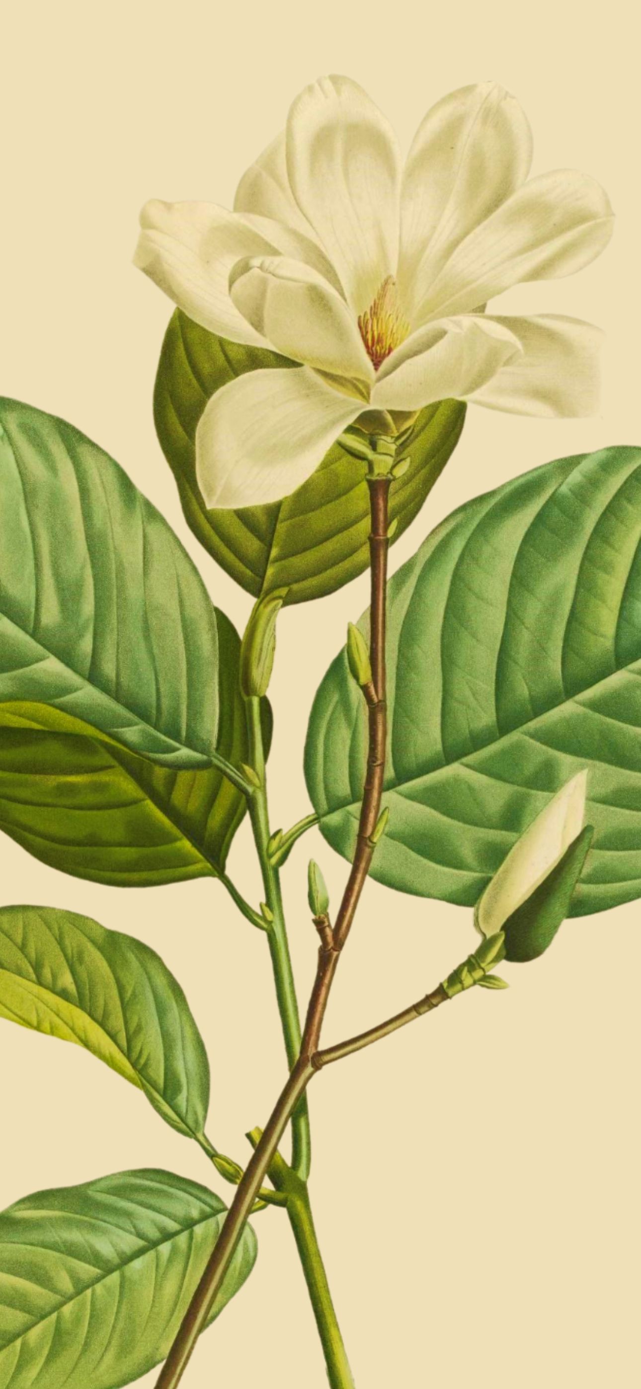 1290x2796 Wallpapers - Top Free 1290x2796 Backgrounds - WallpaperAccess