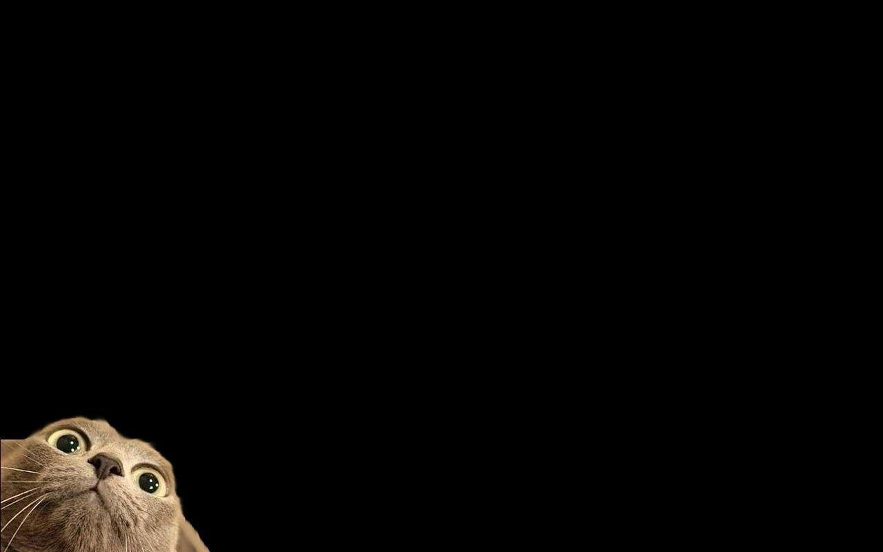 Minimalistic Cat Wallpapers - Top Free Minimalistic Cat Backgrounds ...
