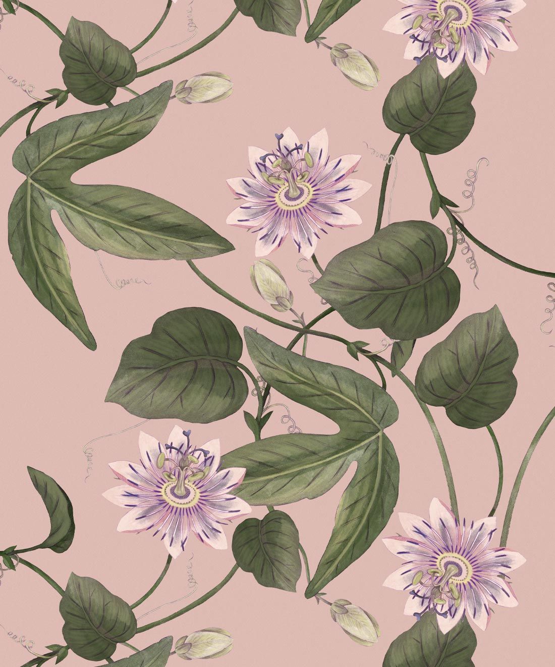 Passion Flower Wallpapers - Top Free Passion Flower Backgrounds - WallpaperAccess