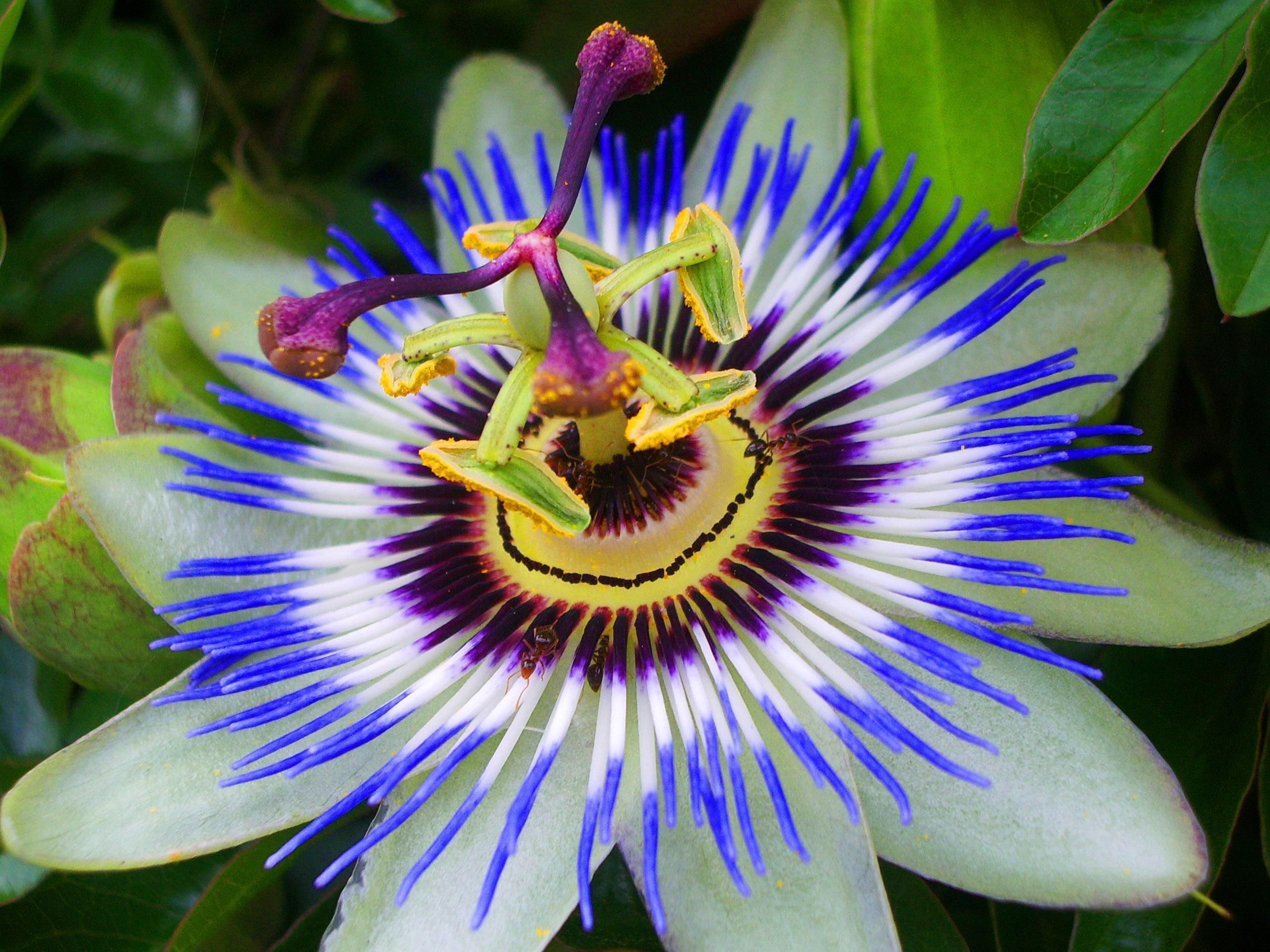 Passion Flower Wallpapers - Top Free Passion Flower Backgrounds - WallpaperAccess