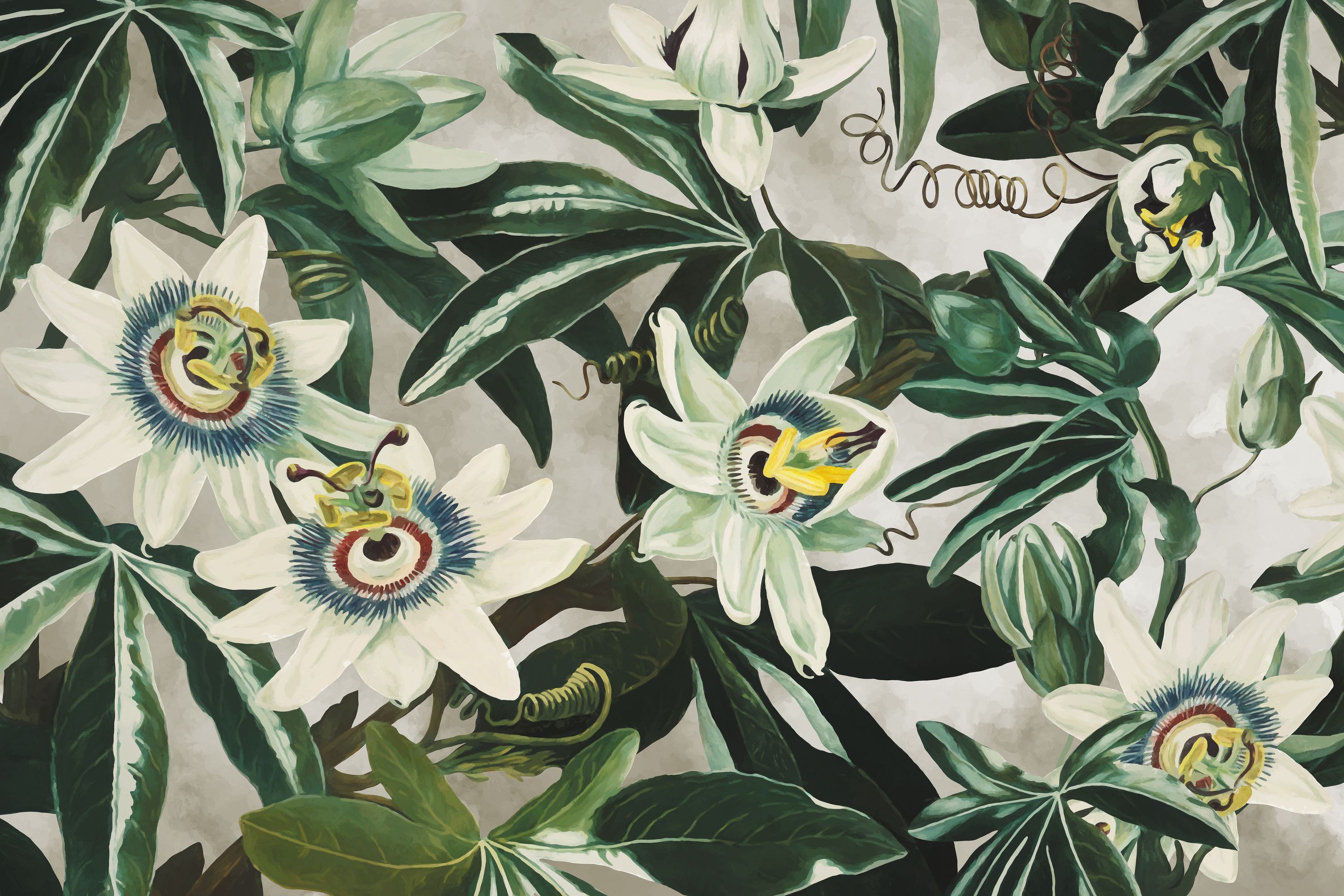Passion Flower Wallpapers Top Free Passion Flower Backgrounds Wallpaperaccess