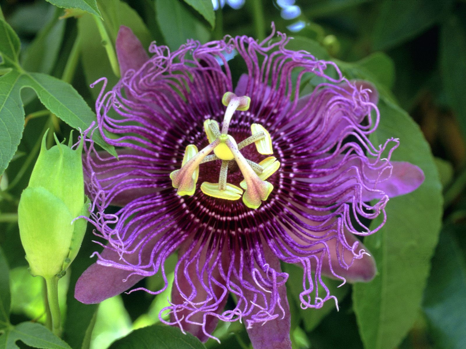 Passion Flower Wallpapers - Top Free Passion Flower Backgrounds - WallpaperAccess