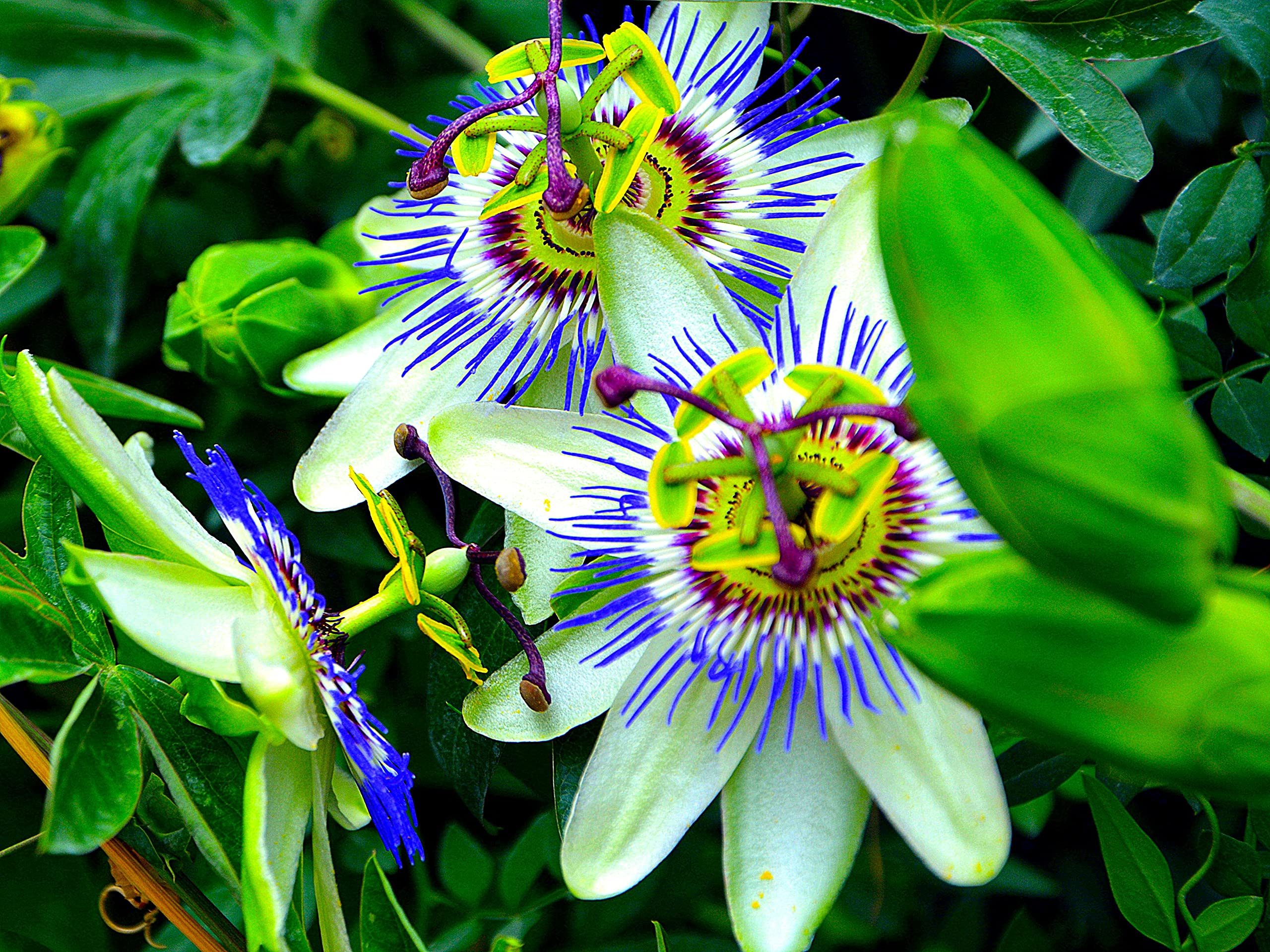 Passion Flower Wallpapers - Top Free Passion Flower Backgrounds - WallpaperAccess