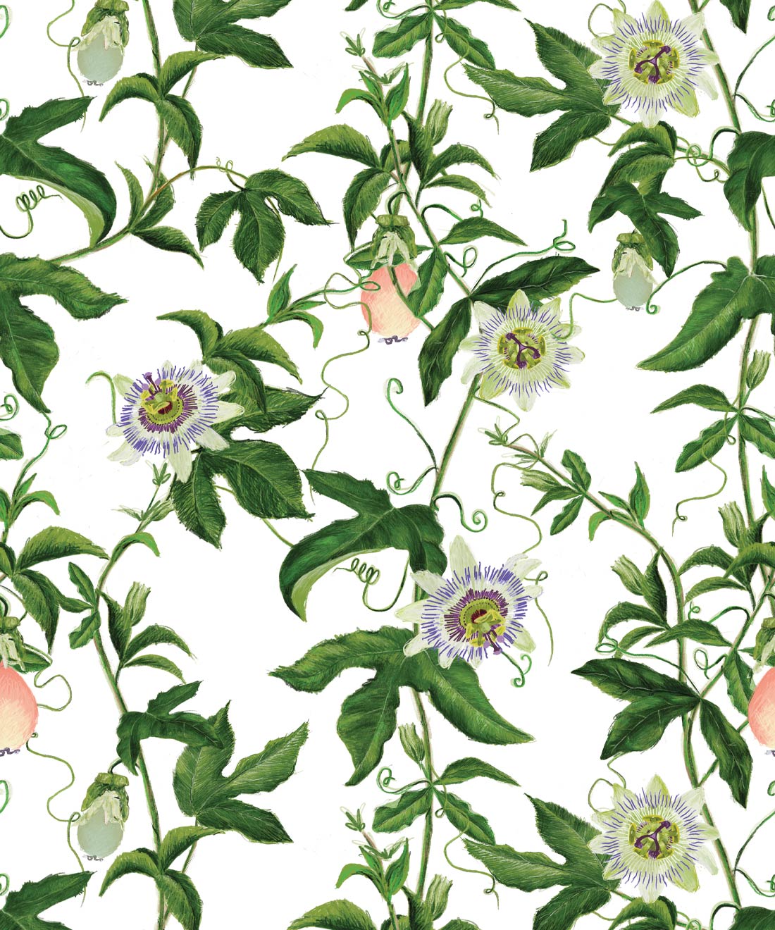 Passion Flower Wallpapers - Top Free Passion Flower Backgrounds - WallpaperAccess