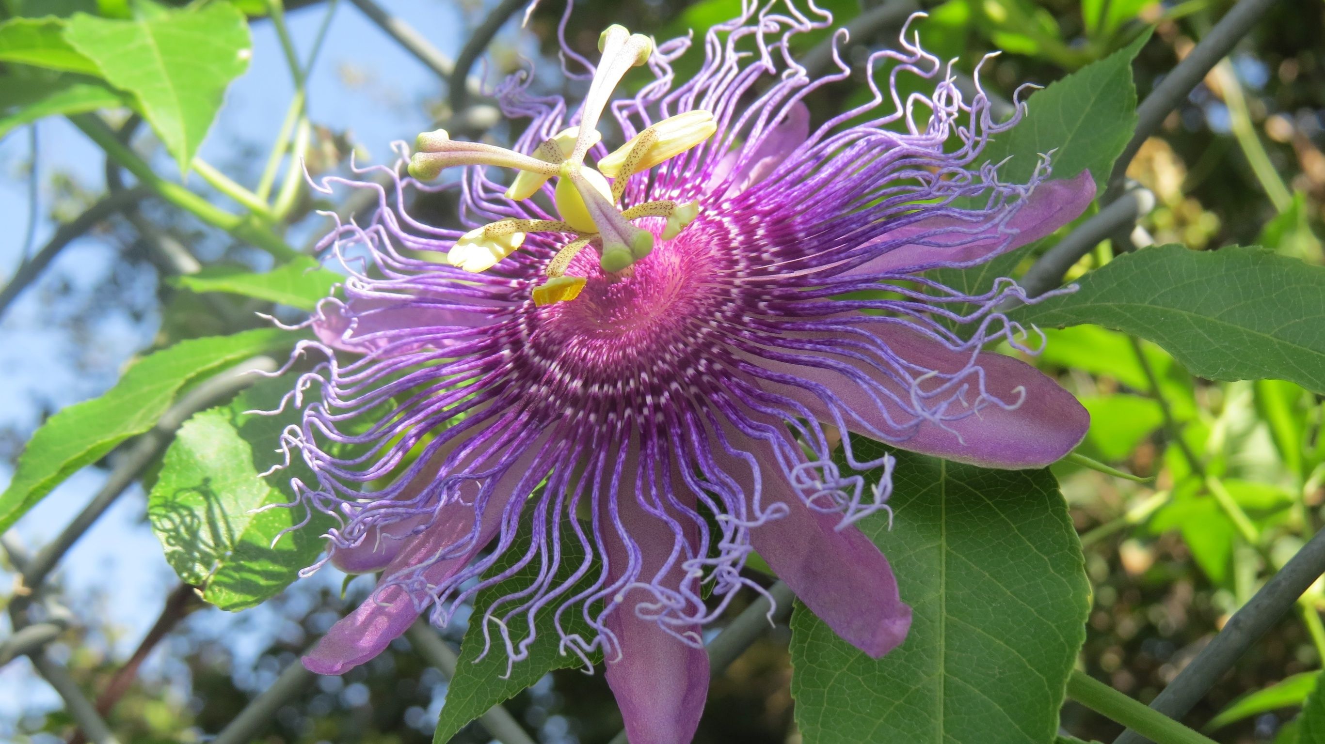 Passion Flower Wallpapers - Top Free Passion Flower Backgrounds - WallpaperAccess