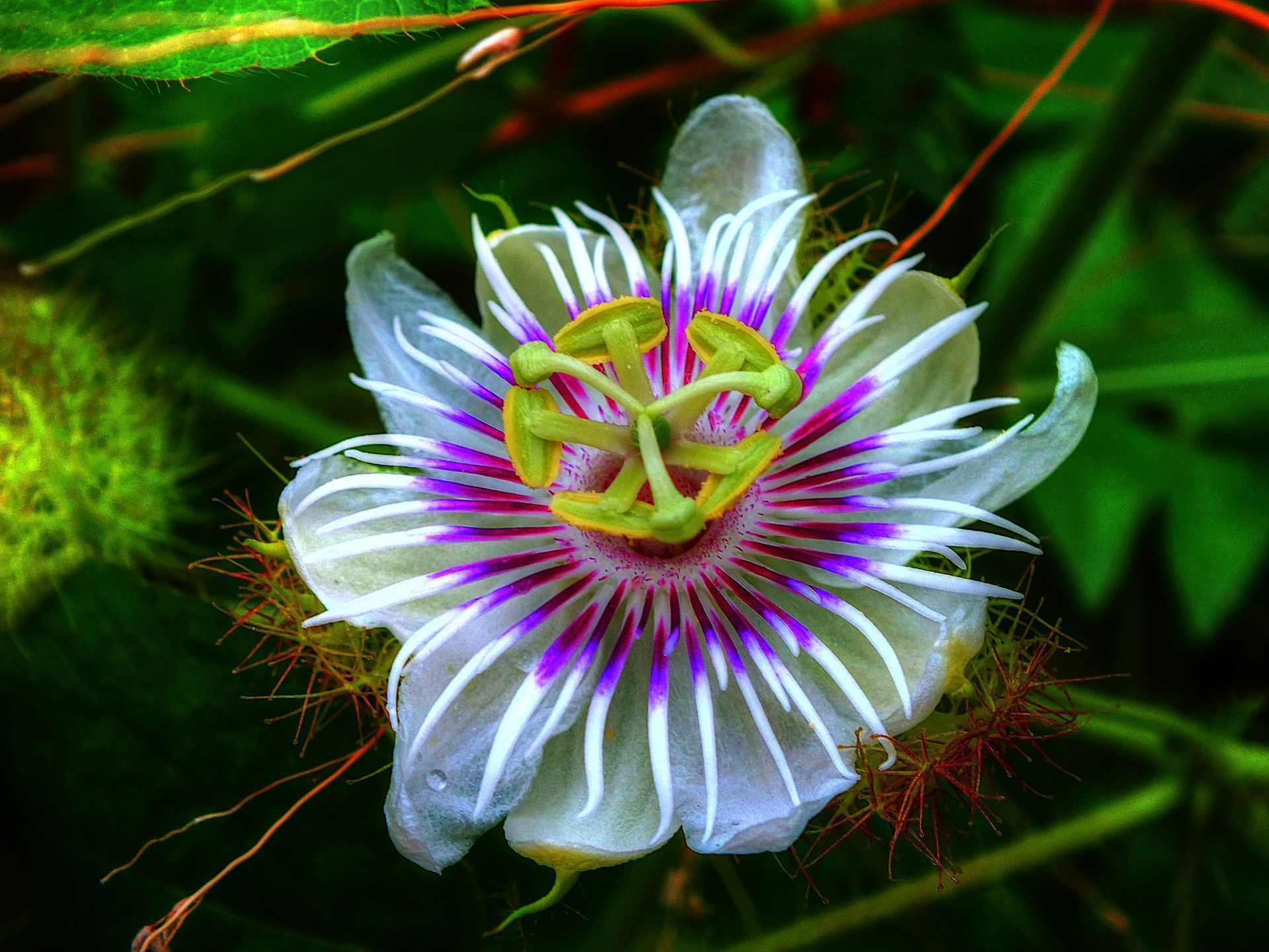 Passion Flower Wallpapers - Top Free Passion Flower Backgrounds - WallpaperAccess