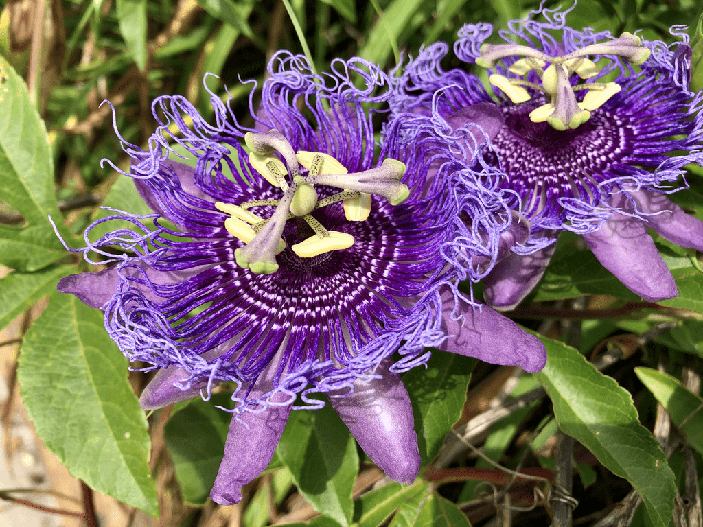 Passion Flower Wallpapers - Top Free Passion Flower Backgrounds - WallpaperAccess