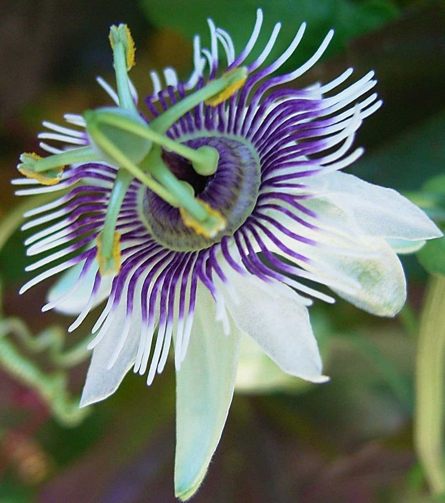 Passion Flower Wallpapers - Top Free Passion Flower Backgrounds - WallpaperAccess
