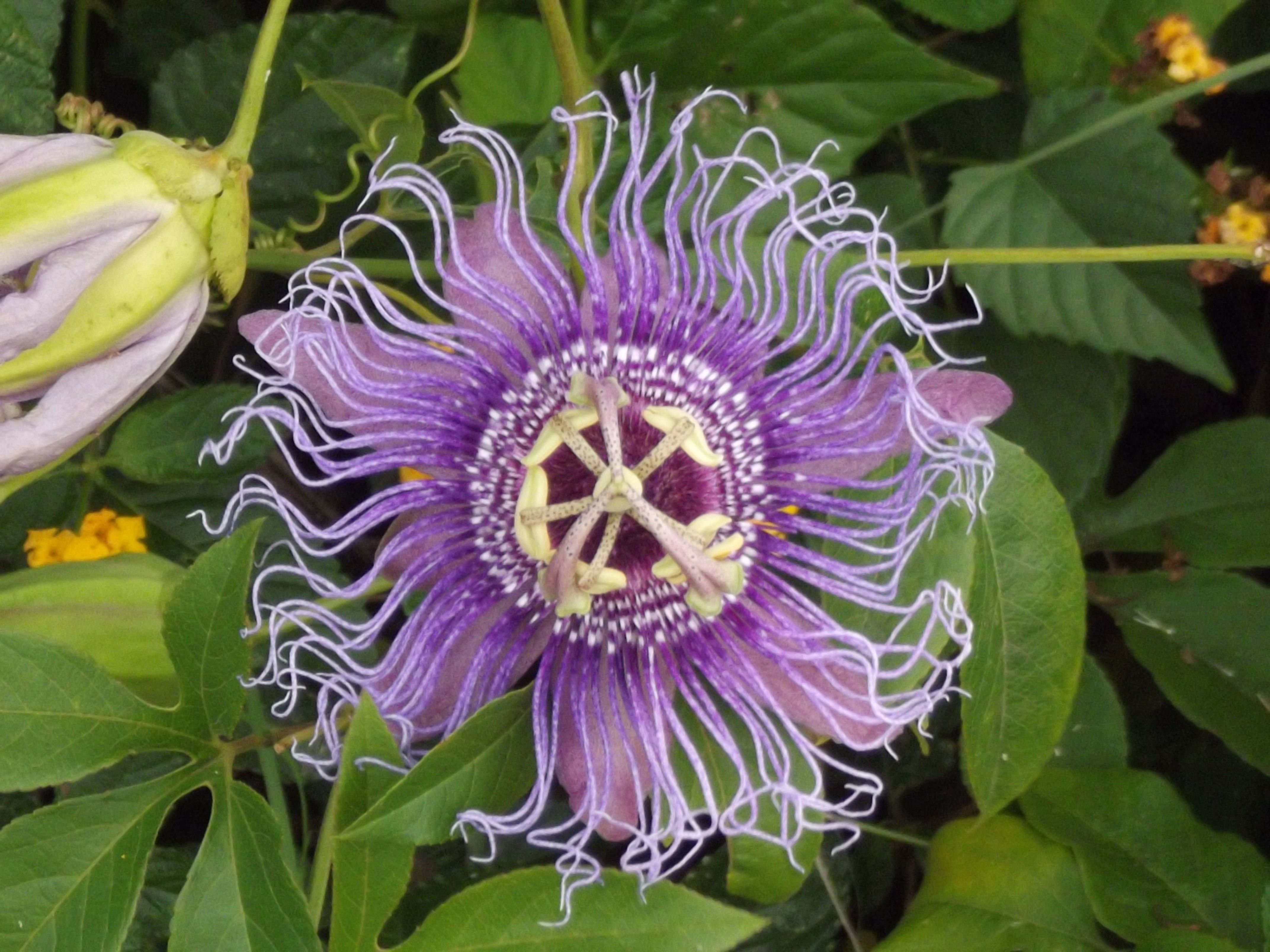 Passion Flower Wallpapers - Top Free Passion Flower Backgrounds - WallpaperAccess