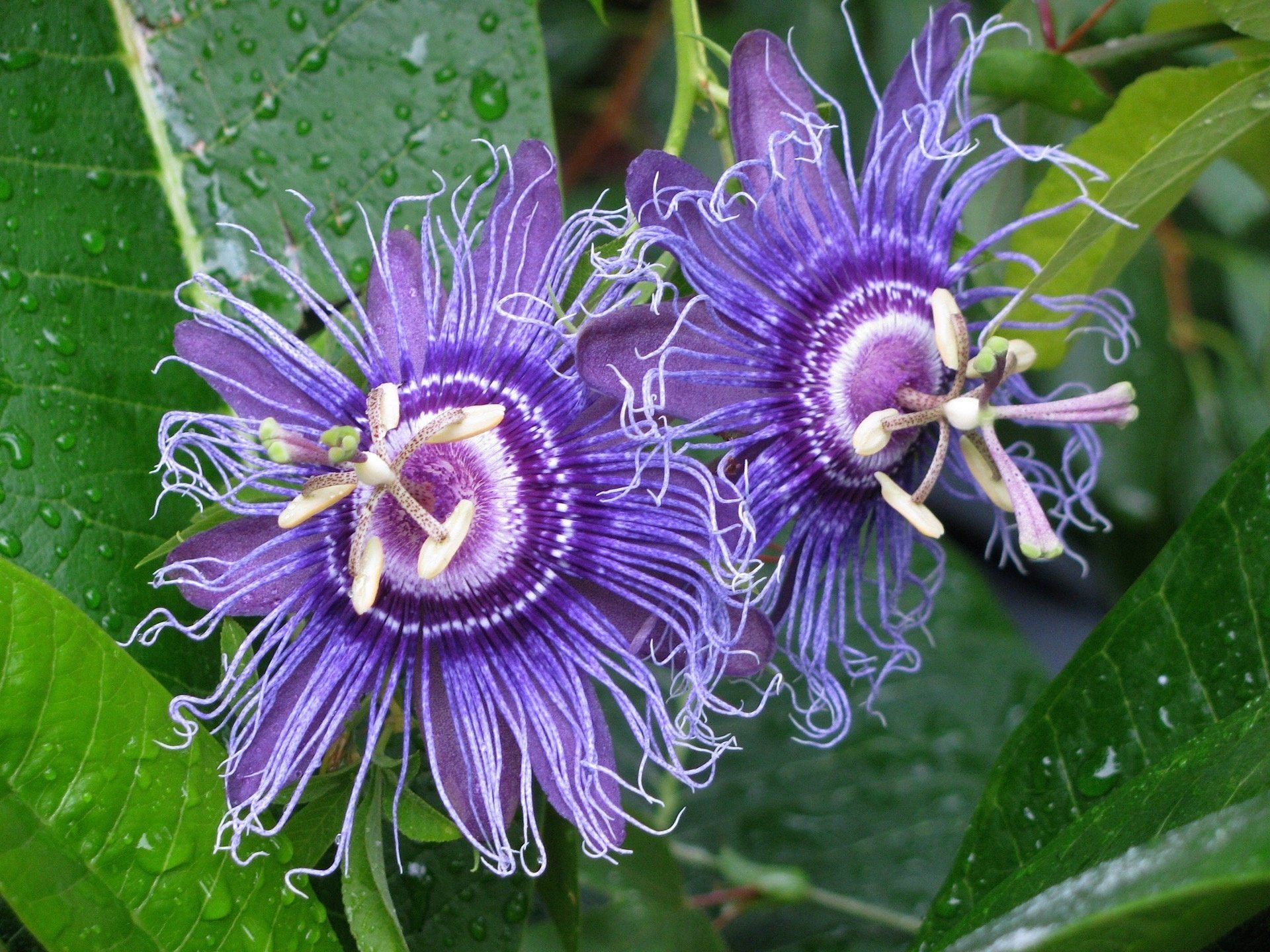 Passion Flower Wallpapers - Top Free Passion Flower Backgrounds - WallpaperAccess