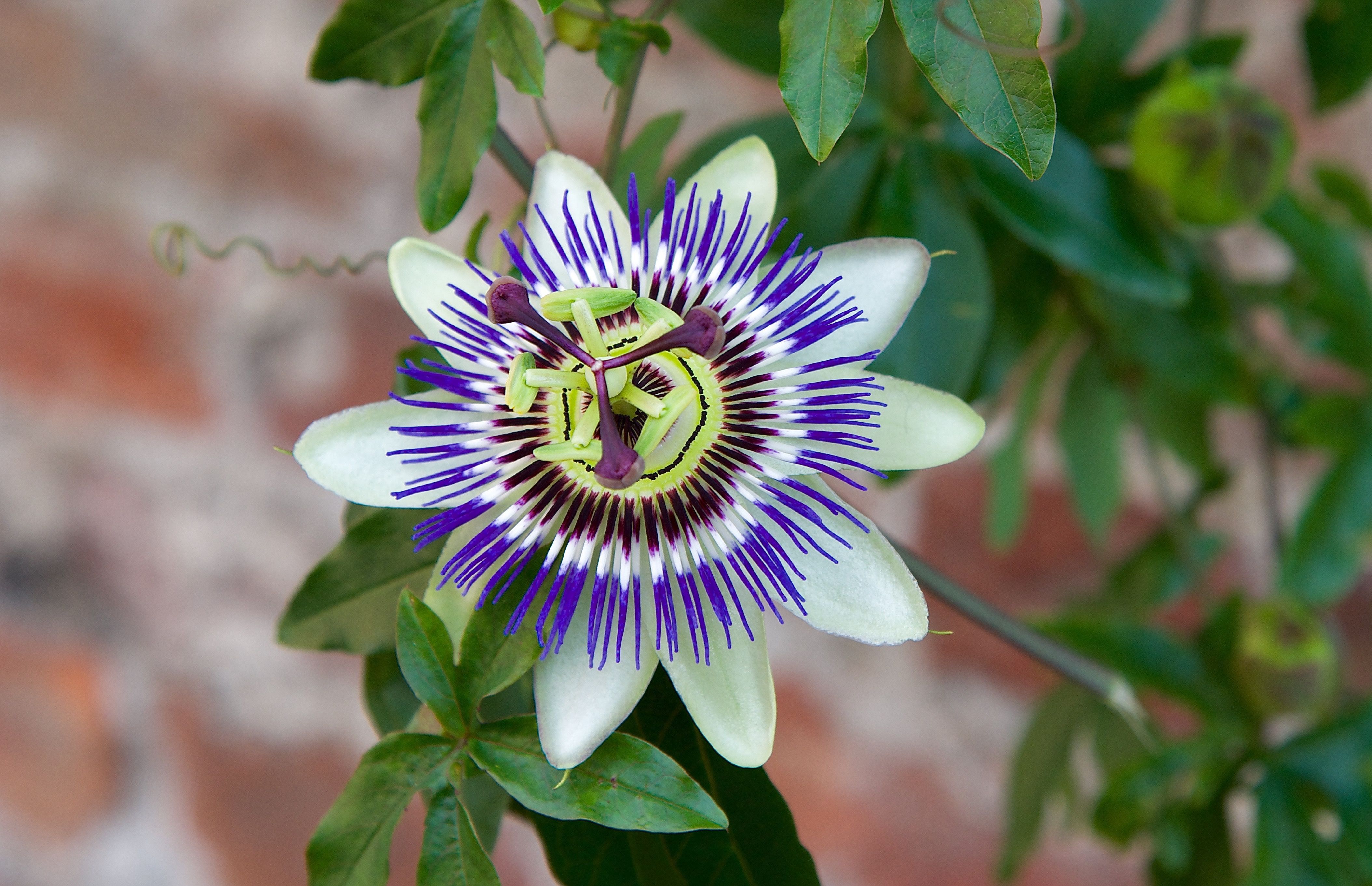 Passion Flower Wallpapers - Top Free Passion Flower Backgrounds - WallpaperAccess
