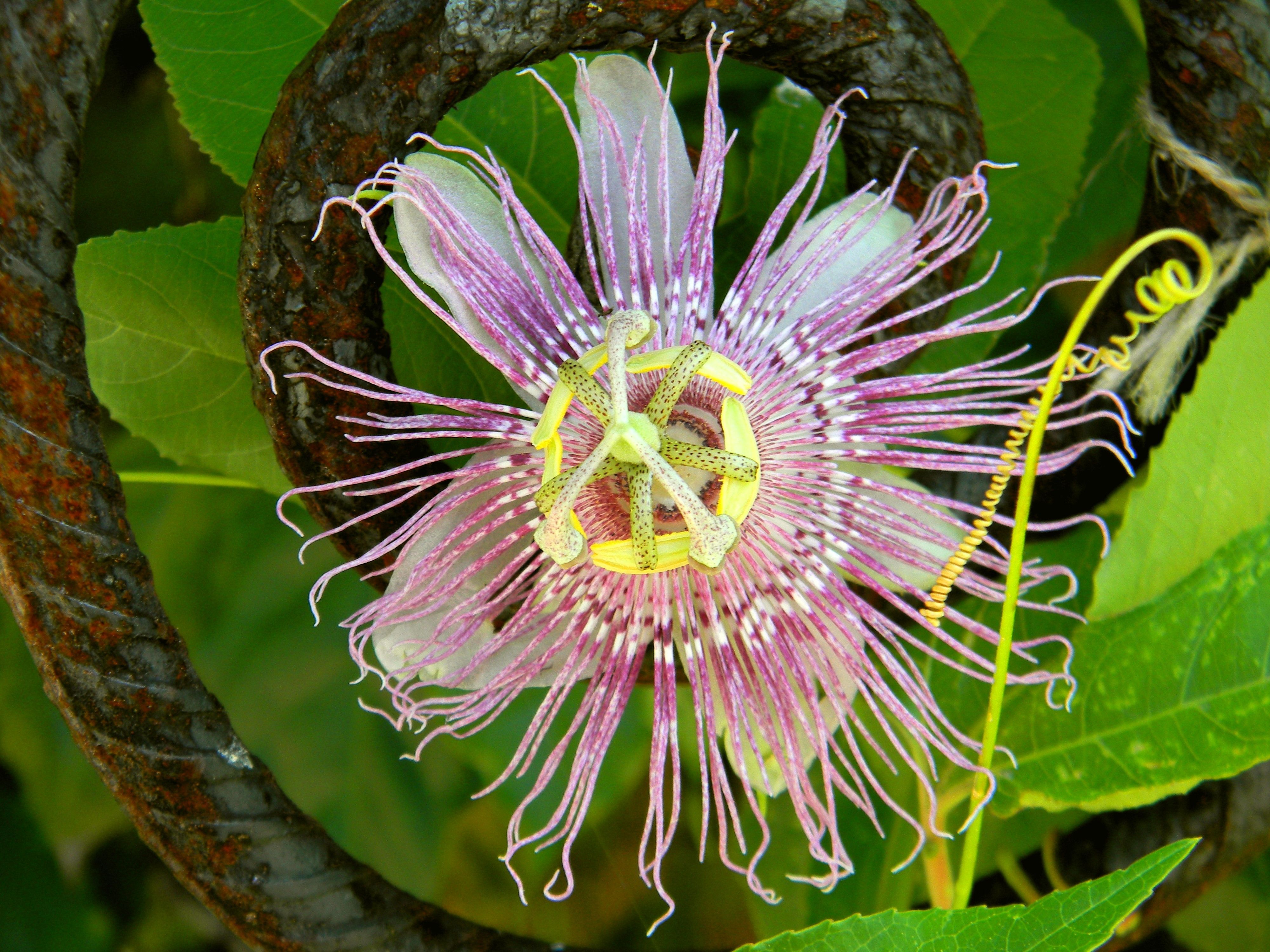 Passion Flower Wallpapers - Top Free Passion Flower Backgrounds - WallpaperAccess