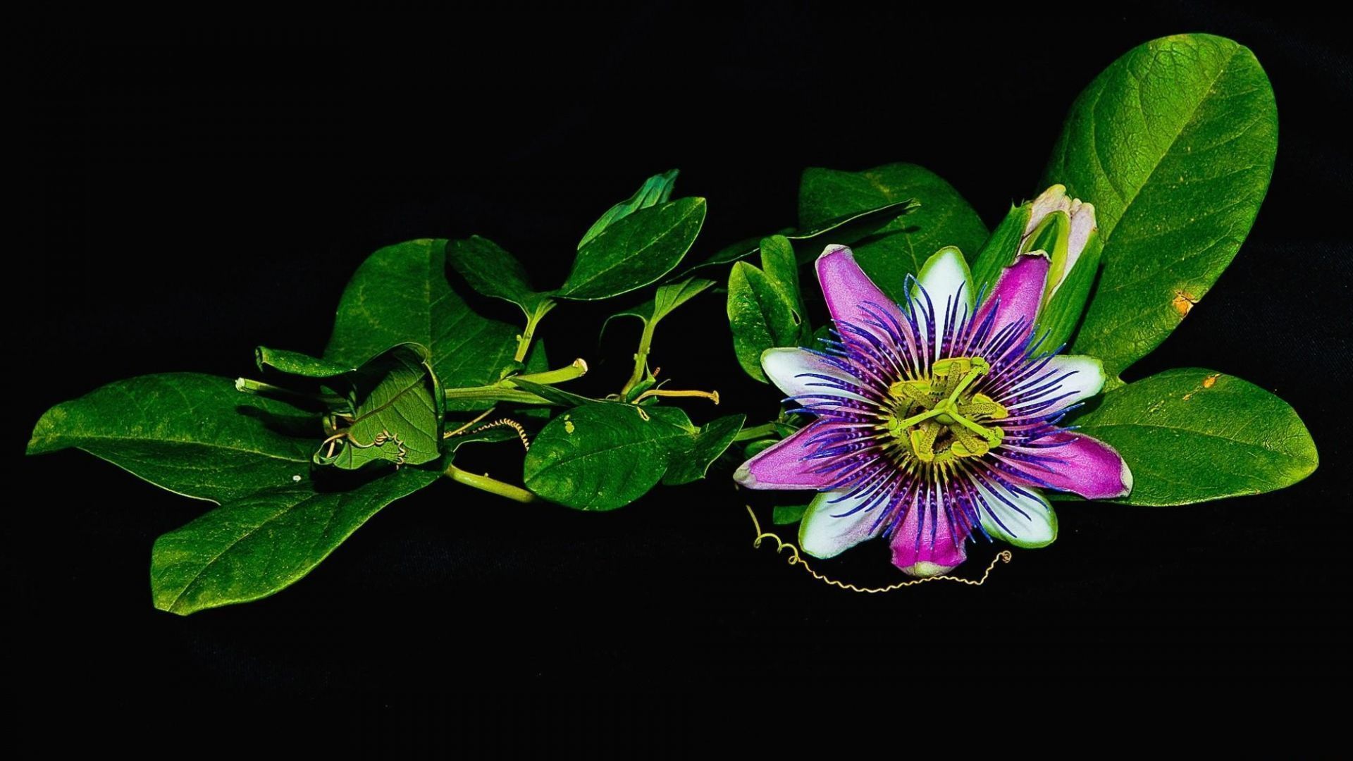 Passion Flower Wallpapers - Top Free Passion Flower Backgrounds - WallpaperAccess