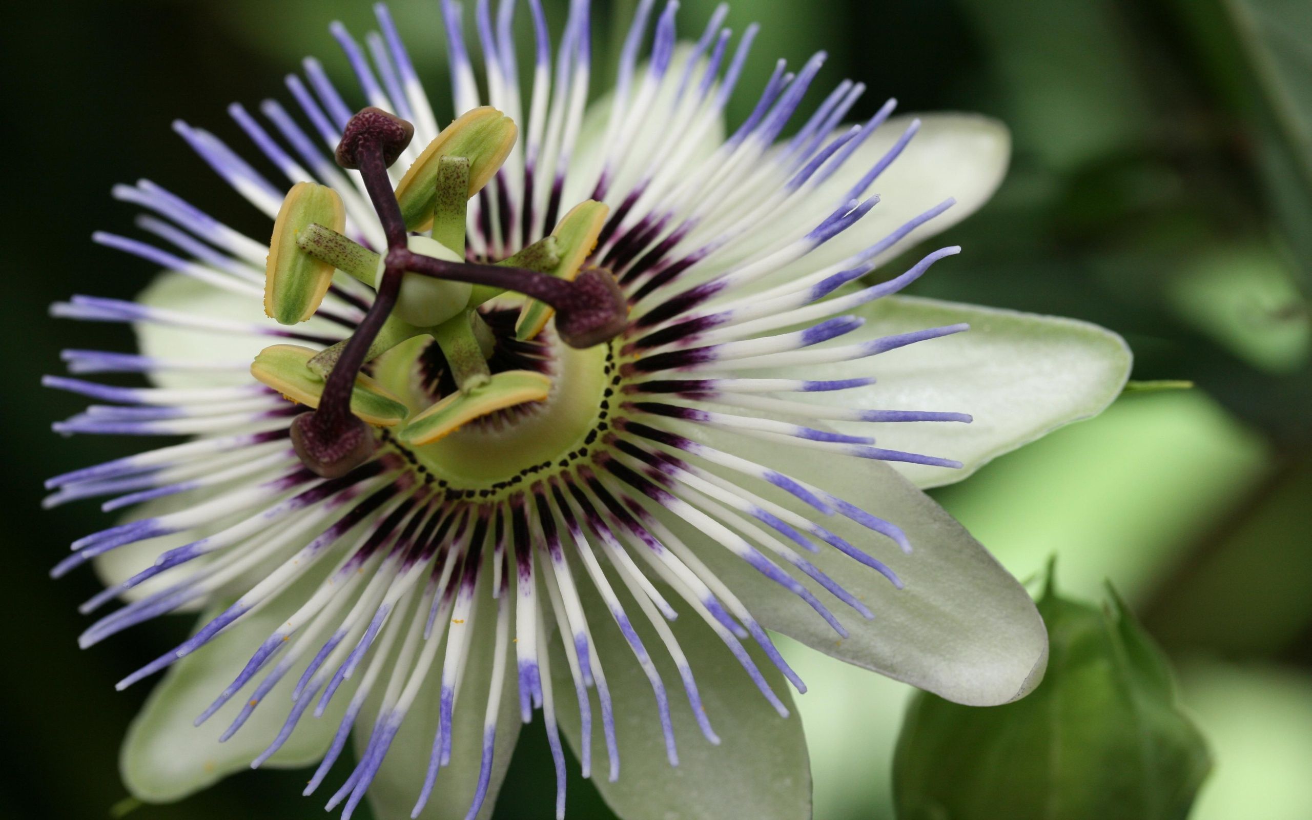 Passion Flower Wallpapers - Top Free Passion Flower Backgrounds - WallpaperAccess