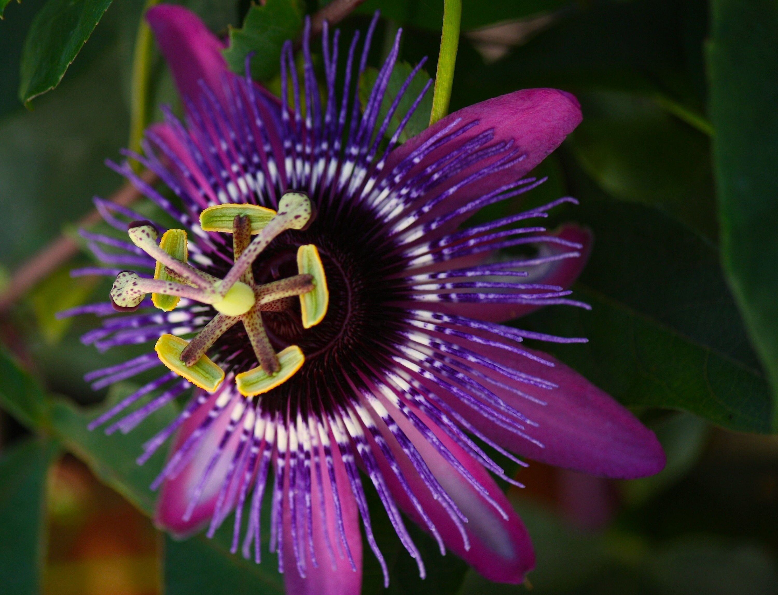 Passion Flower Wallpapers - Top Free Passion Flower Backgrounds - WallpaperAccess