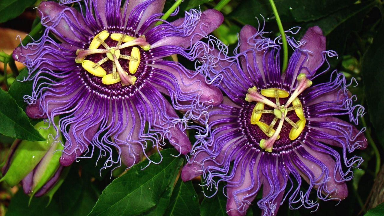 Passion Flower Wallpapers - Top Free Passion Flower Backgrounds - WallpaperAccess