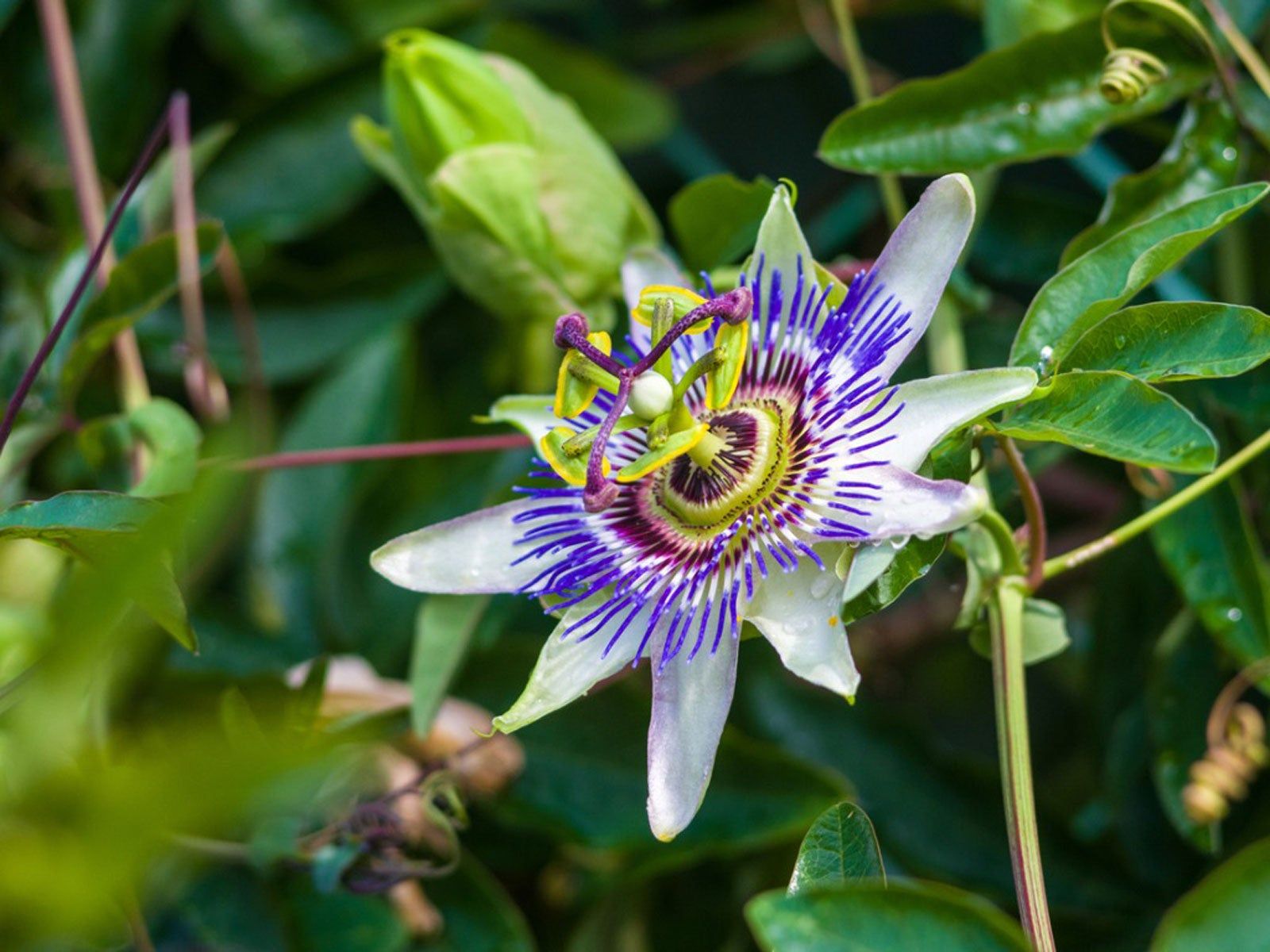 Passion Flower Wallpapers - Top Free Passion Flower Backgrounds - WallpaperAccess