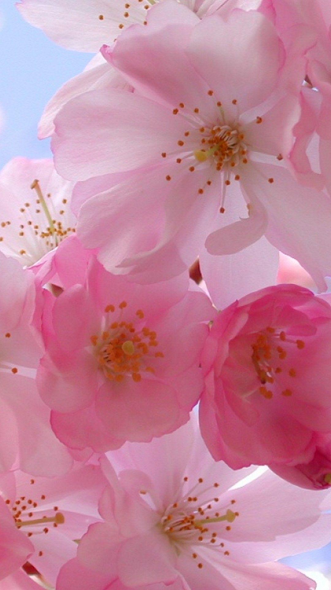 Hello Spring Wallpapers - Top Free Hello Spring Backgrounds ...
