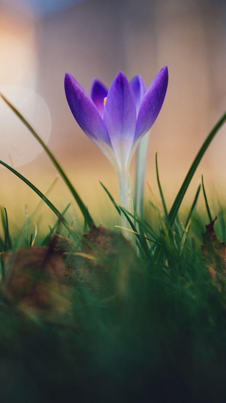 iPhone 6s Spring Wallpapers - Top Free iPhone 6s Spring Backgrounds ...