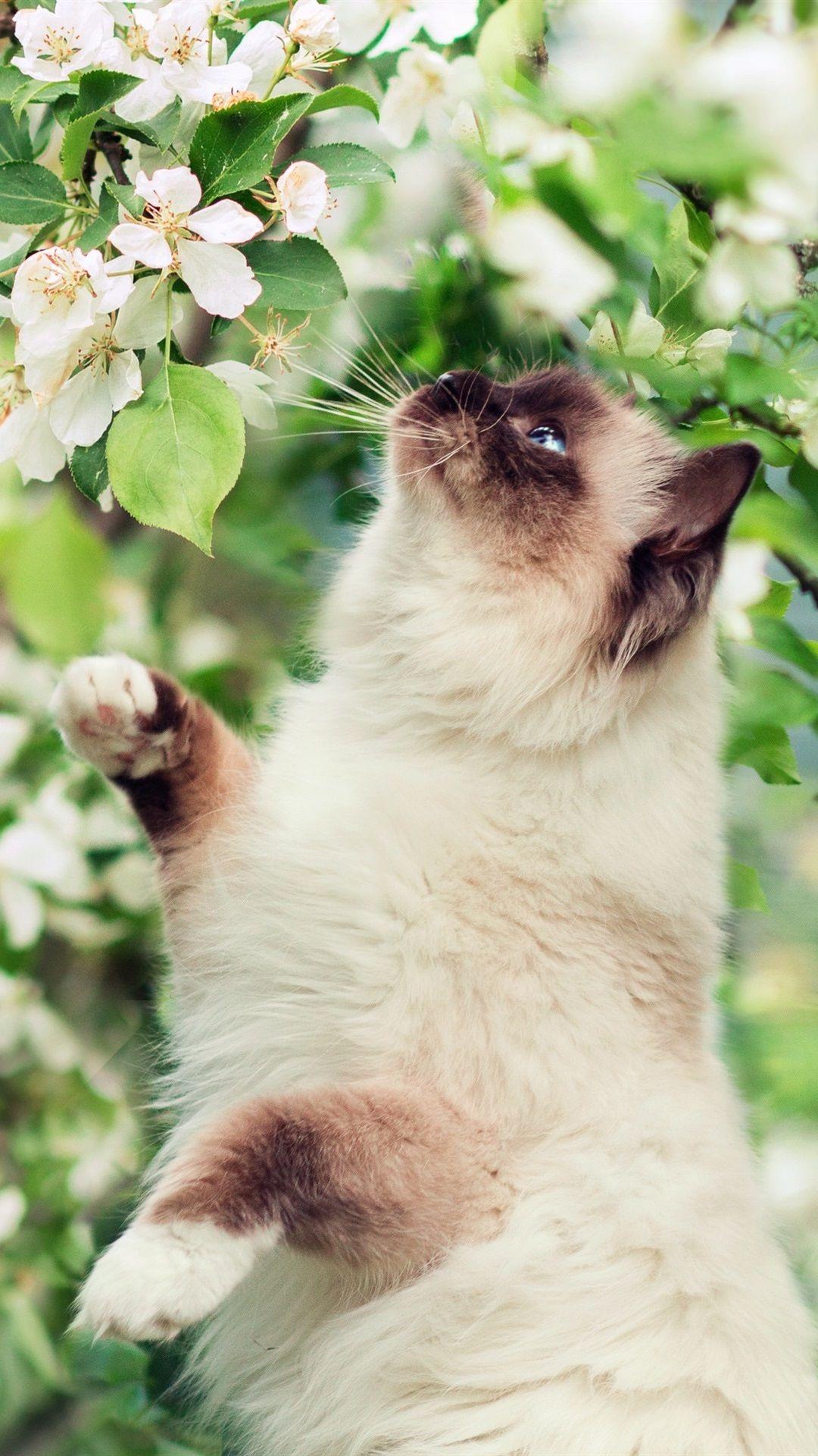 Spring Cat iPhone Wallpapers - Top Free Spring Cat iPhone Backgrounds ...