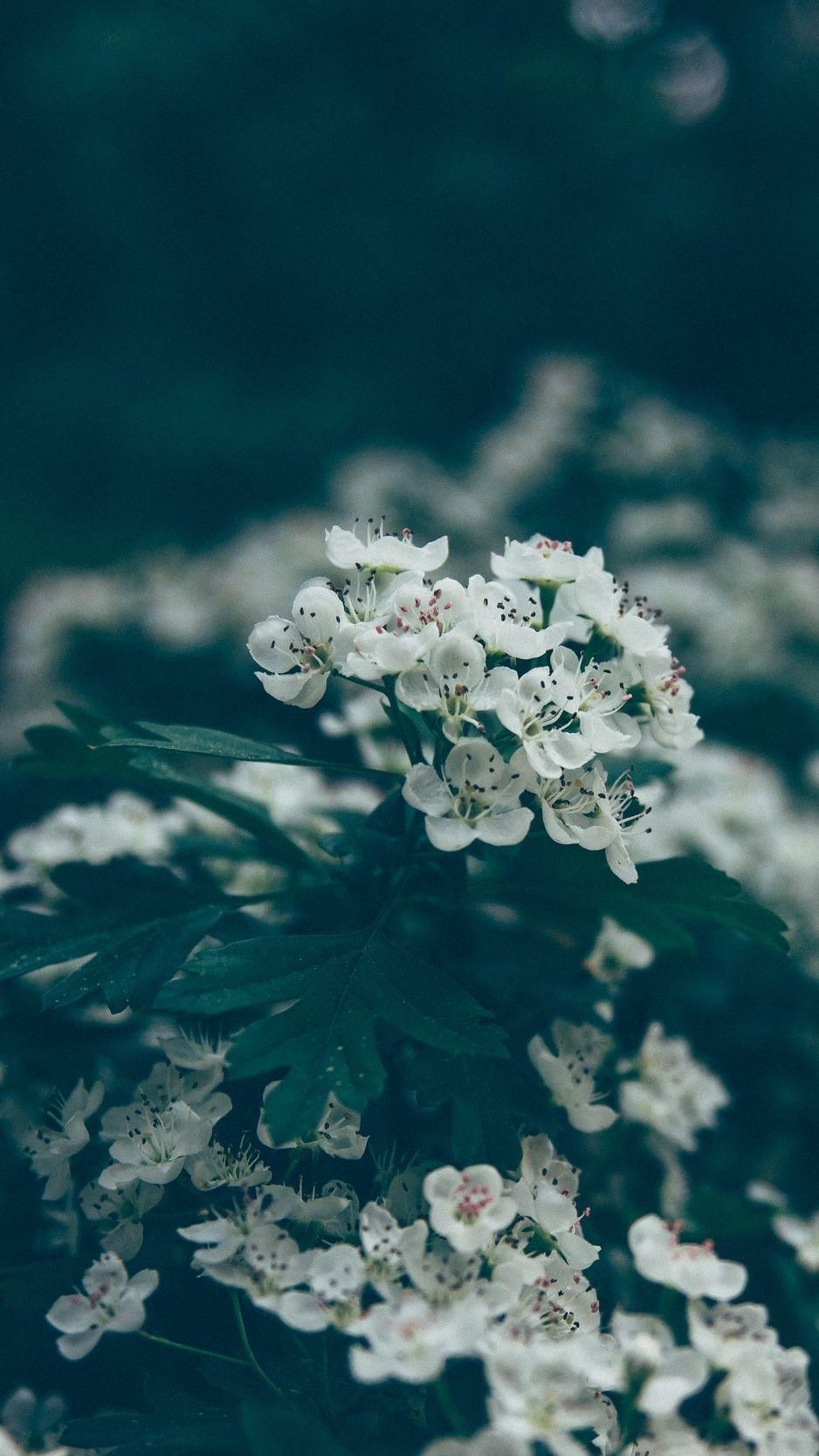 iPhone 6s Spring Wallpapers - Top Free iPhone 6s Spring Backgrounds ...