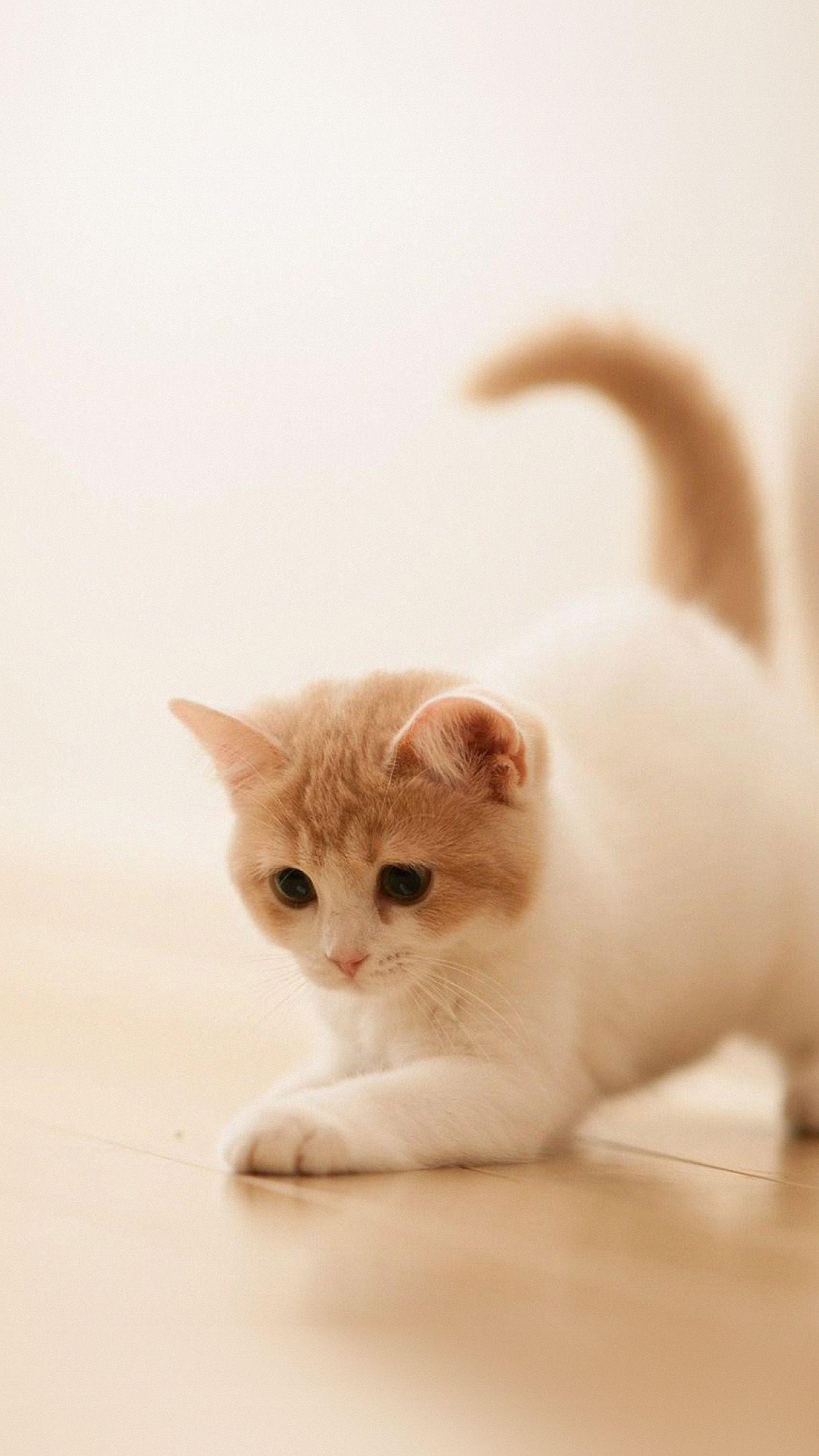 Kitten iPhone Wallpapers - Top Free Kitten iPhone Backgrounds ...