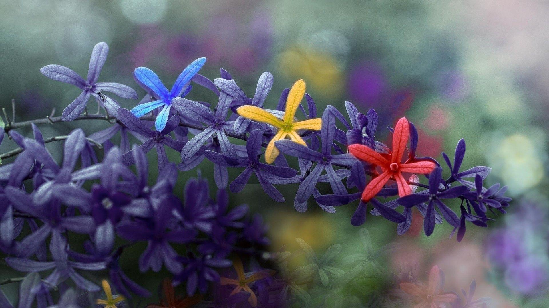 Spring Flowers HD Wallpapers - Top Free Spring Flowers HD Backgrounds ...