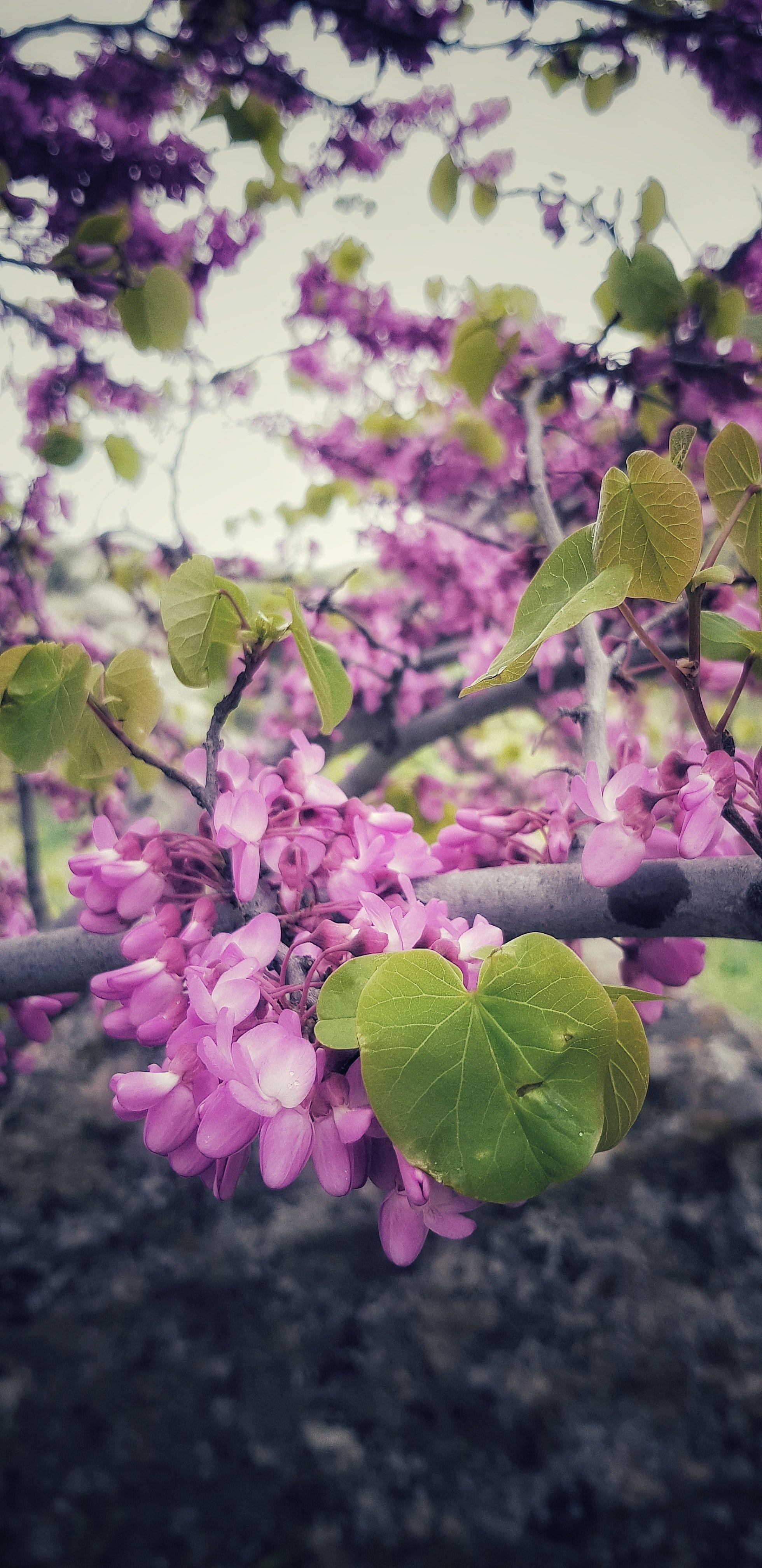 Colorful Spring iPhone Wallpapers - Top Free Colorful Spring iPhone ...