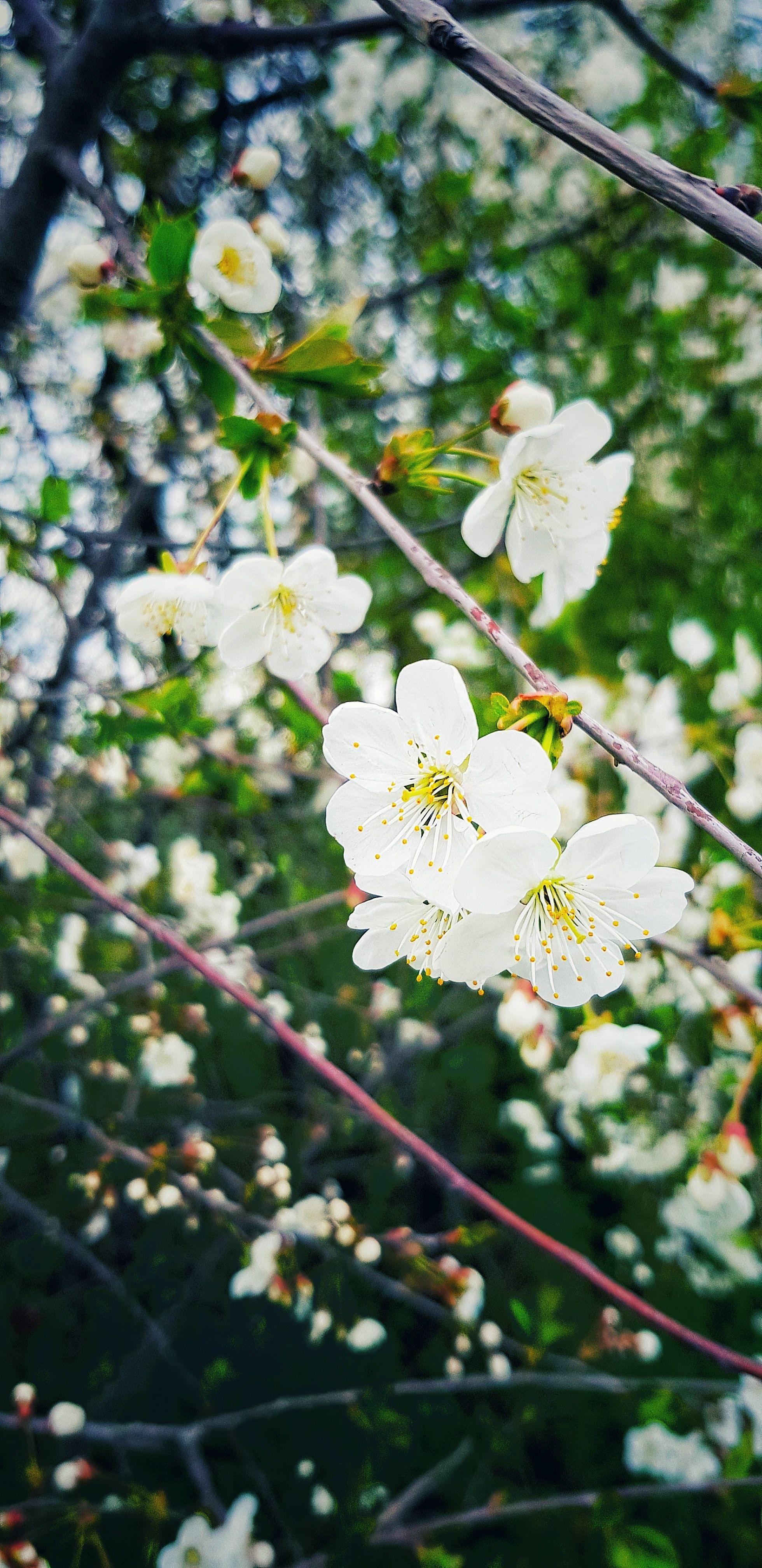 Colorful Spring iPhone Wallpapers - Top Free Colorful Spring iPhone ...