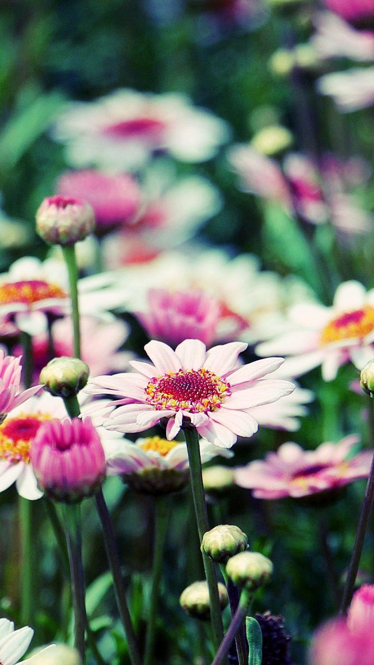 Spring Flower iPhone Wallpapers - Top Free Spring Flower iPhone ...