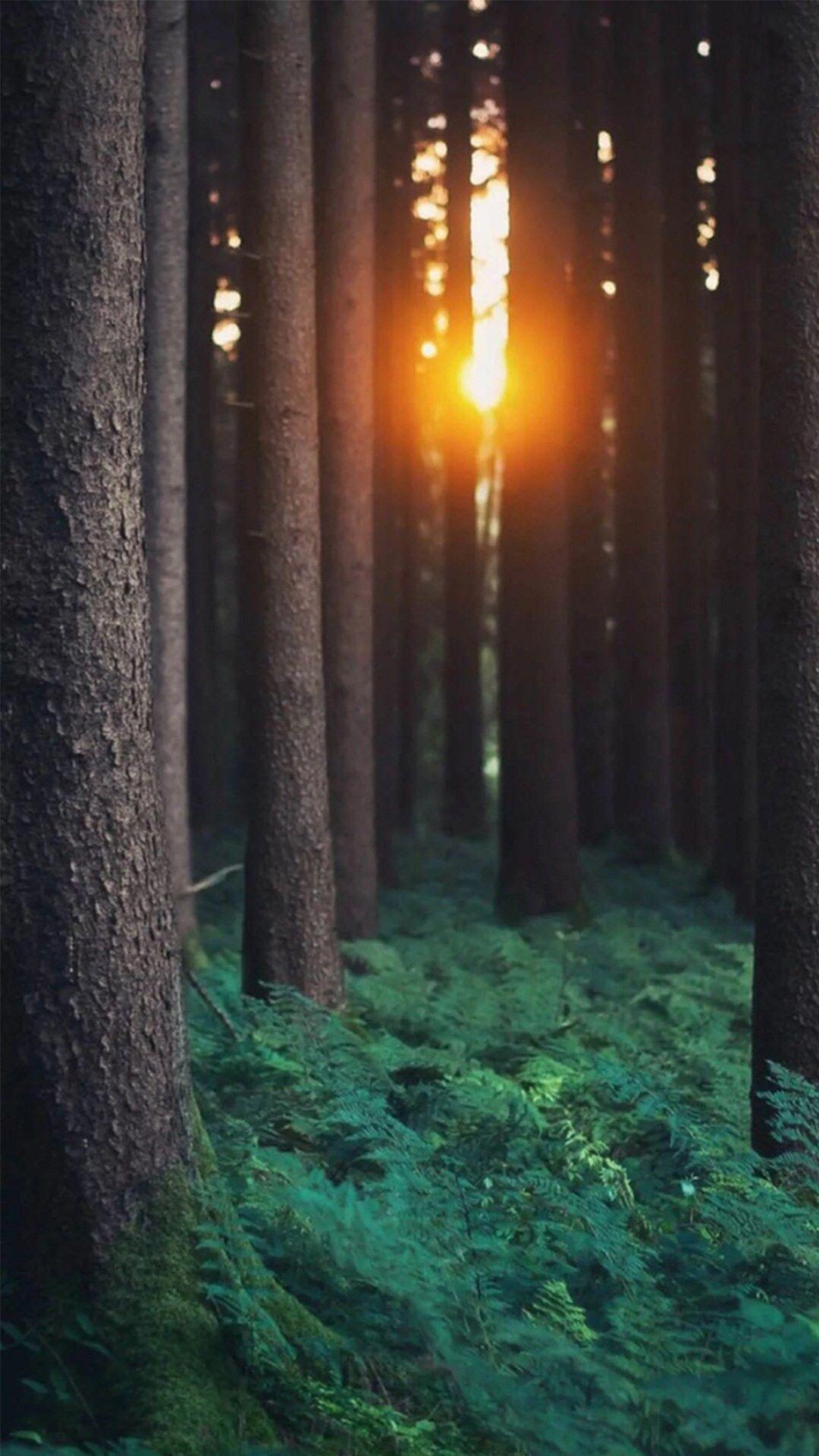Trees iPhone Wallpapers - Top Free Trees iPhone Backgrounds ...