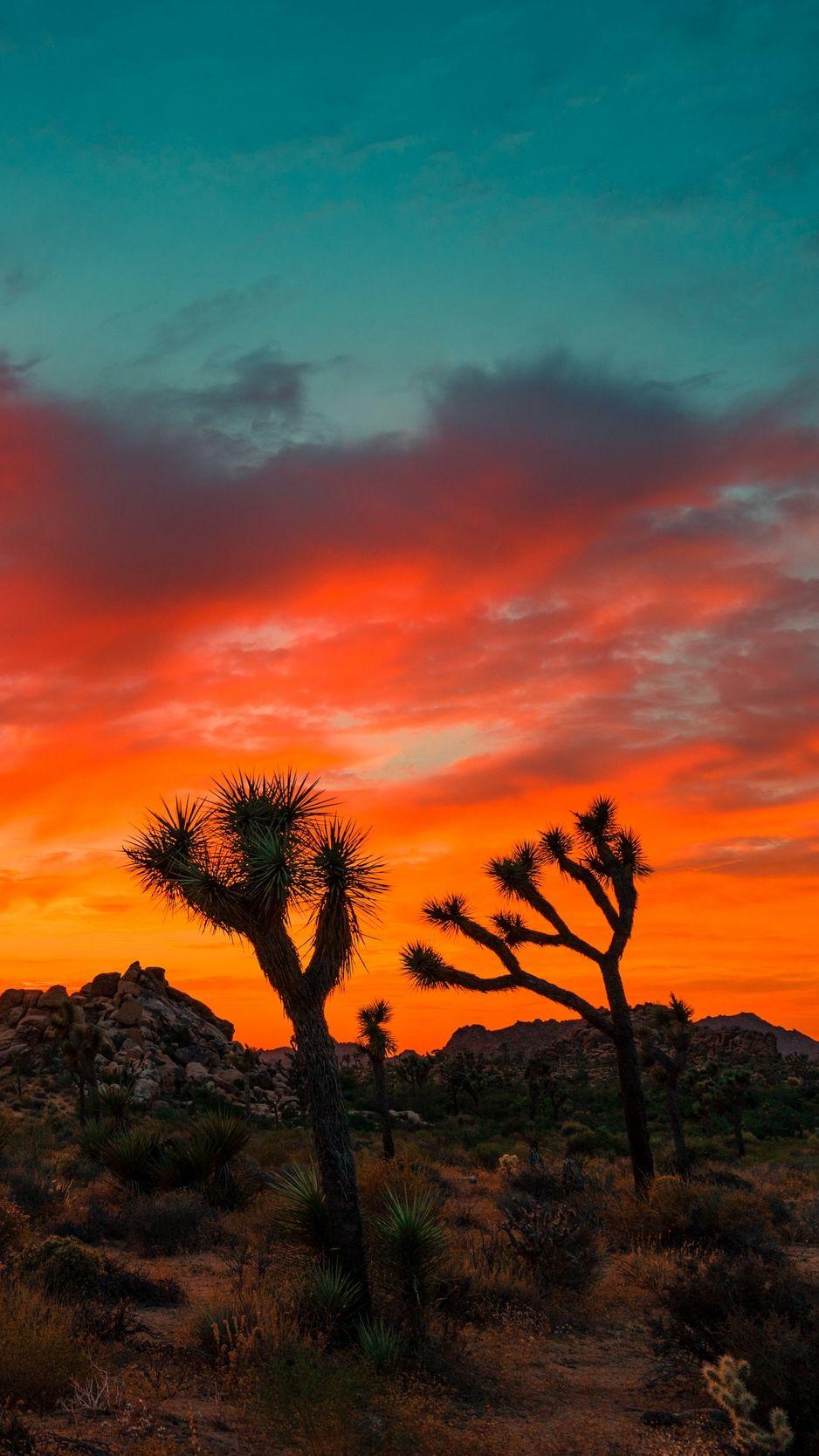 Trees iPhone Wallpapers - Top Free Trees iPhone Backgrounds ...