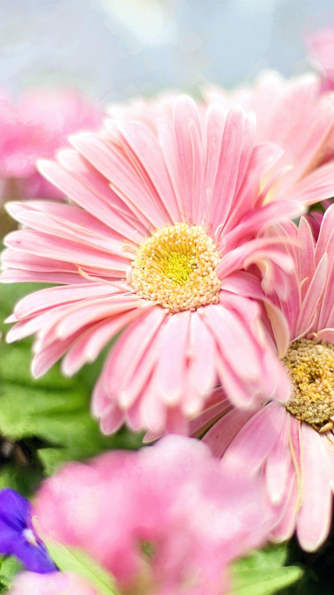 Spring Daisy iPhone Wallpapers - Top Free Spring Daisy iPhone ...