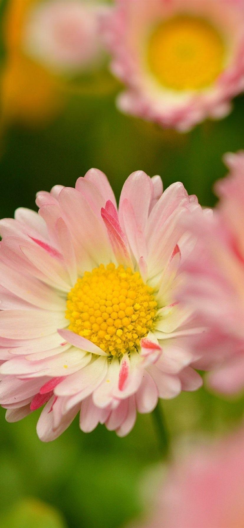 Spring Daisy iPhone Wallpapers - Top Free Spring Daisy iPhone ...