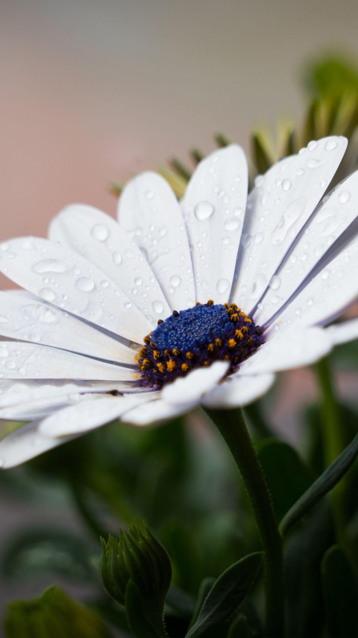 Spring Rain Wallpapers - Top Free Spring Rain Backgrounds - WallpaperAccess