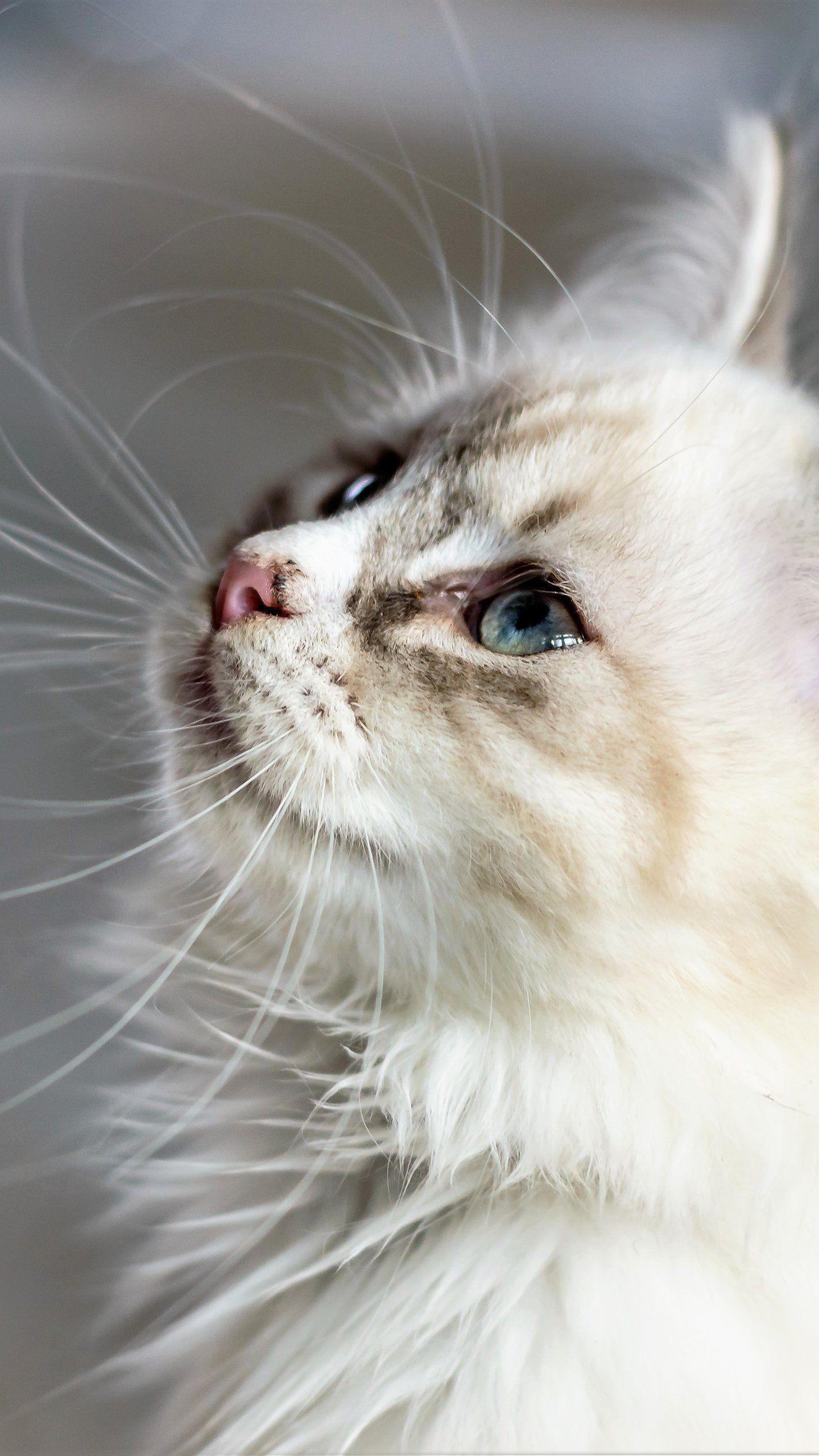 White Cat Desktop Wallpapers - Top Free White Cat Desktop Backgrounds ...