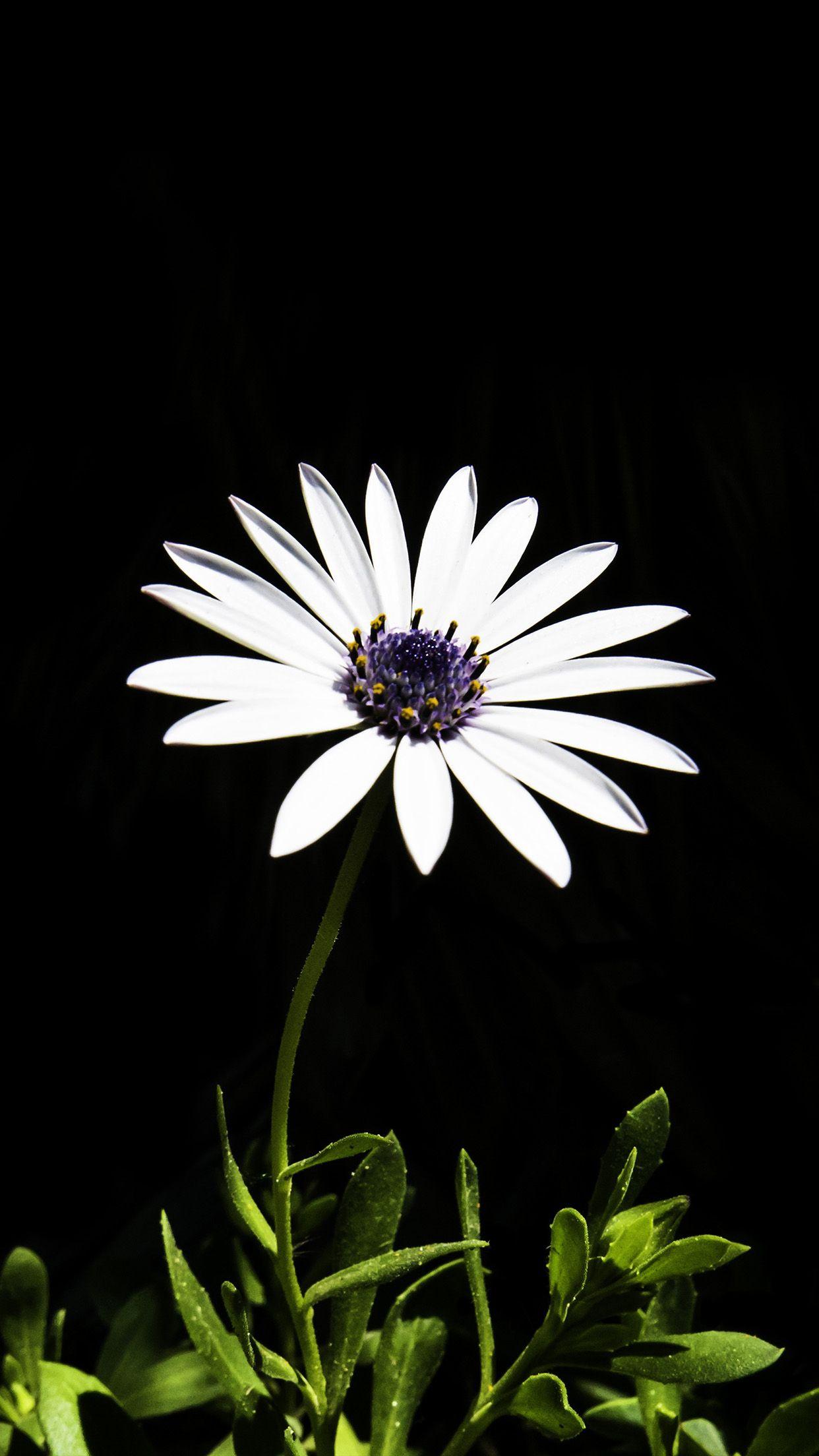 Spring Daisy iPhone Wallpapers - Top Free Spring Daisy iPhone ...