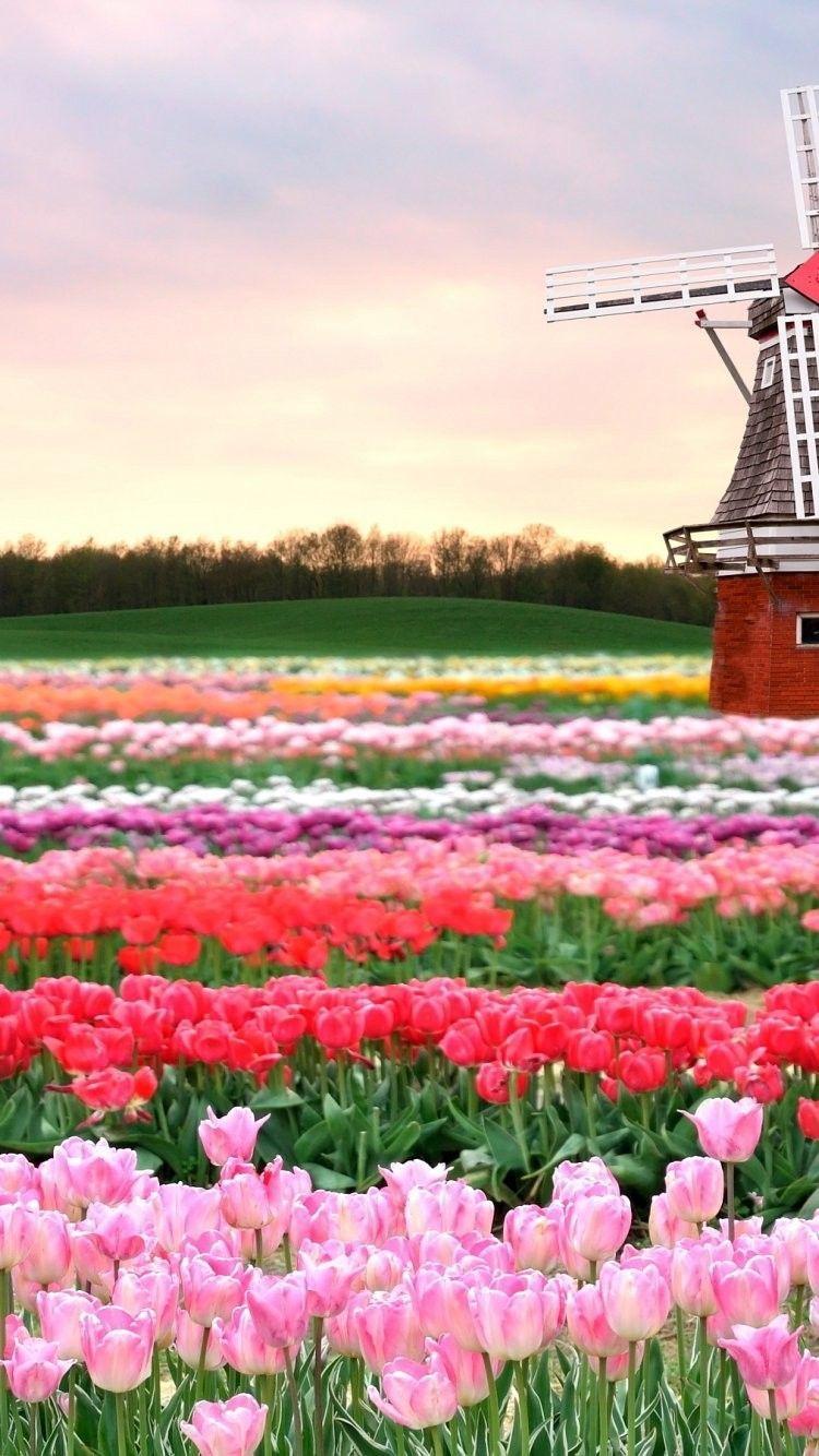 Tulip Field Wallpapers - Top Free Tulip Field Backgrounds - WallpaperAccess