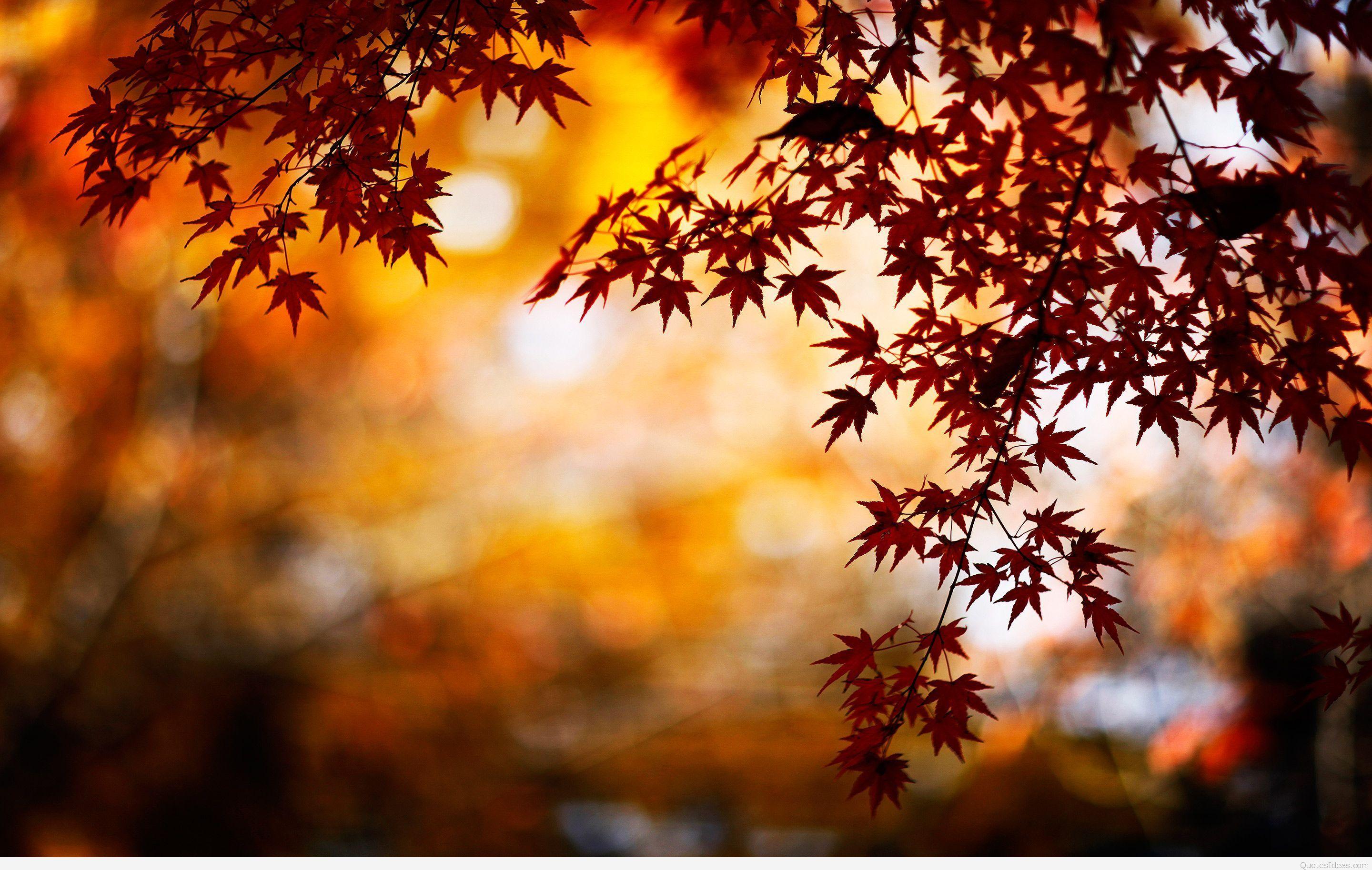 Hello Autumn Wallpapers - Top Free Hello Autumn Backgrounds ...