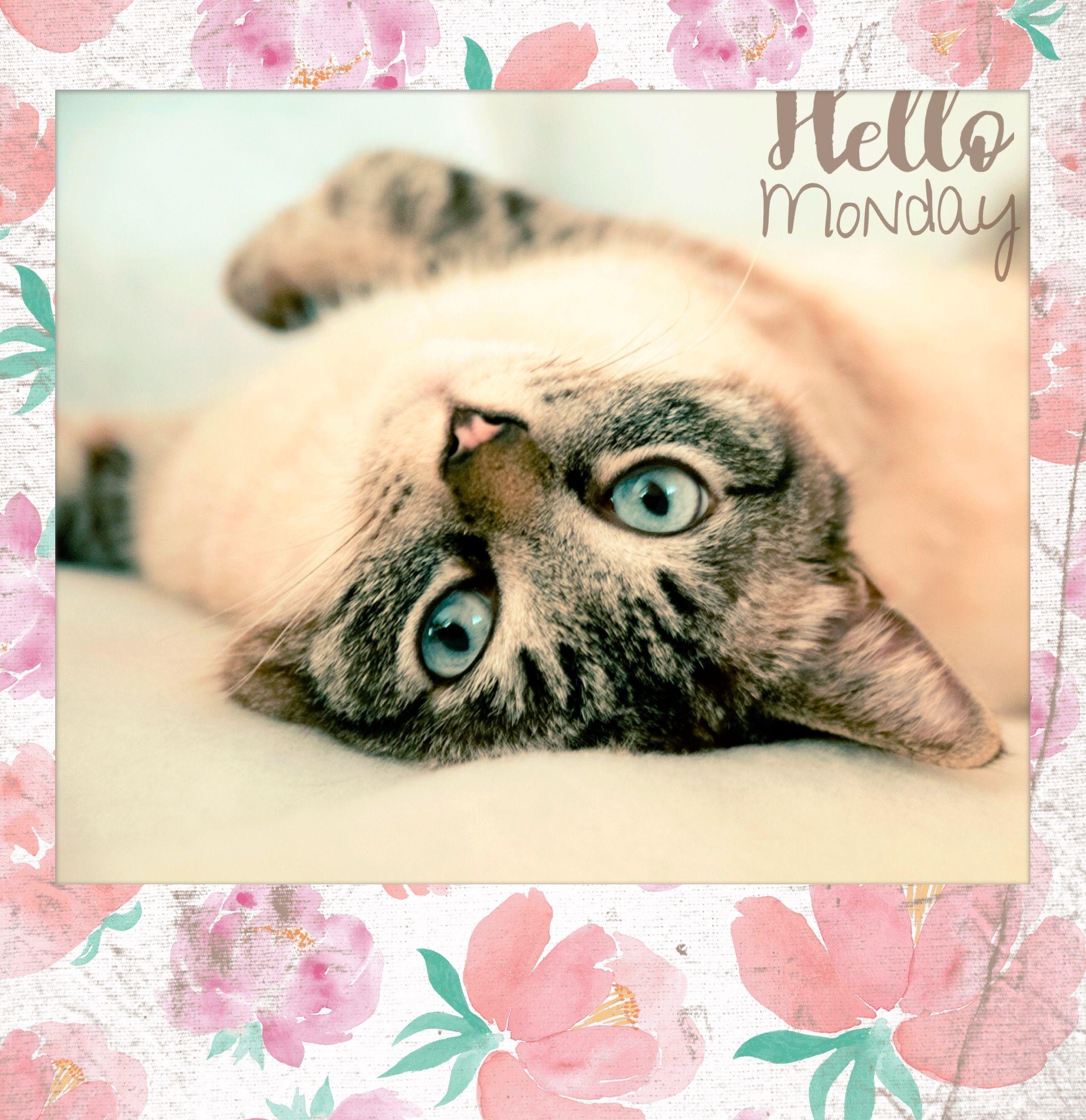 Hello Monday Wallpapers - Top Free Hello Monday Backgrounds ...