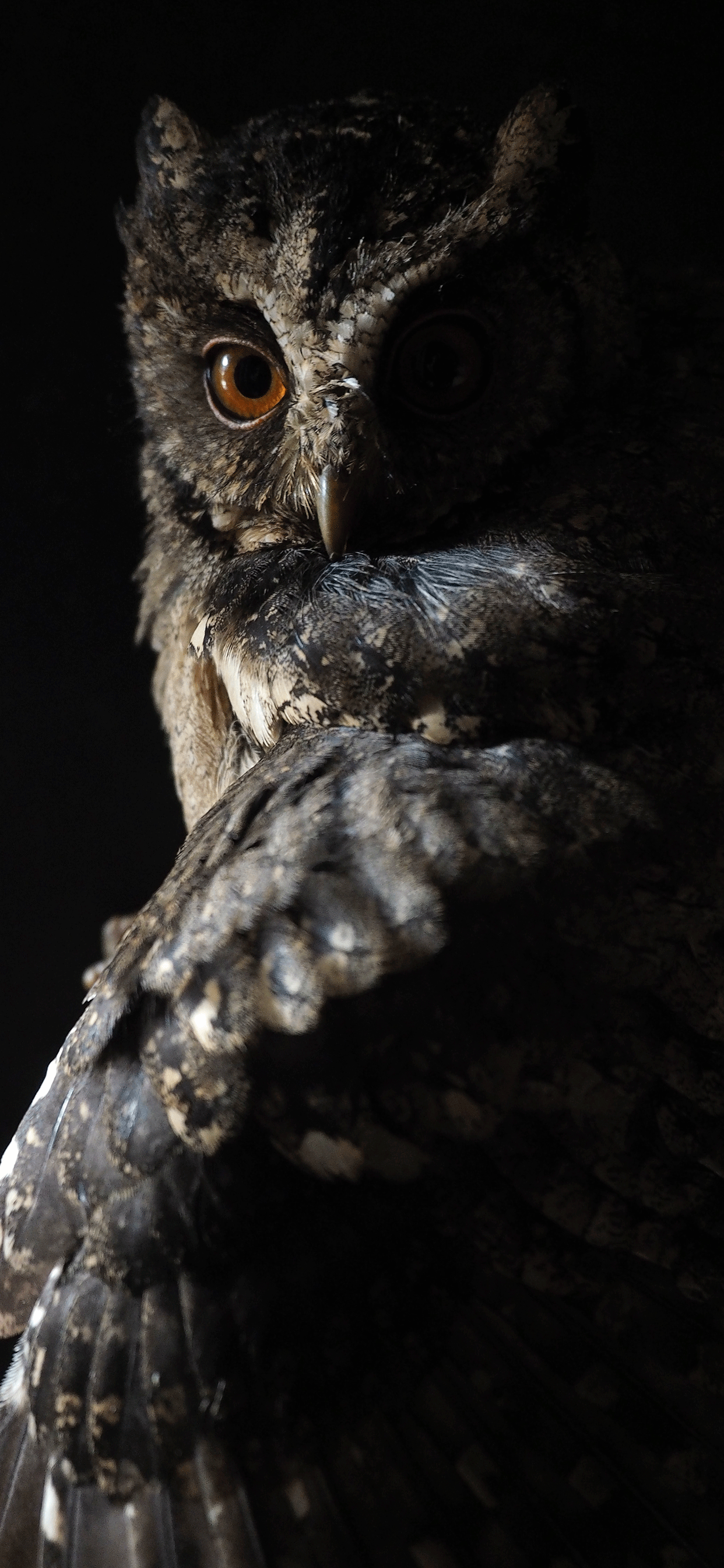 October Owl Wallpapers - Top Free October Owl Backgrounds - WallpaperAccess