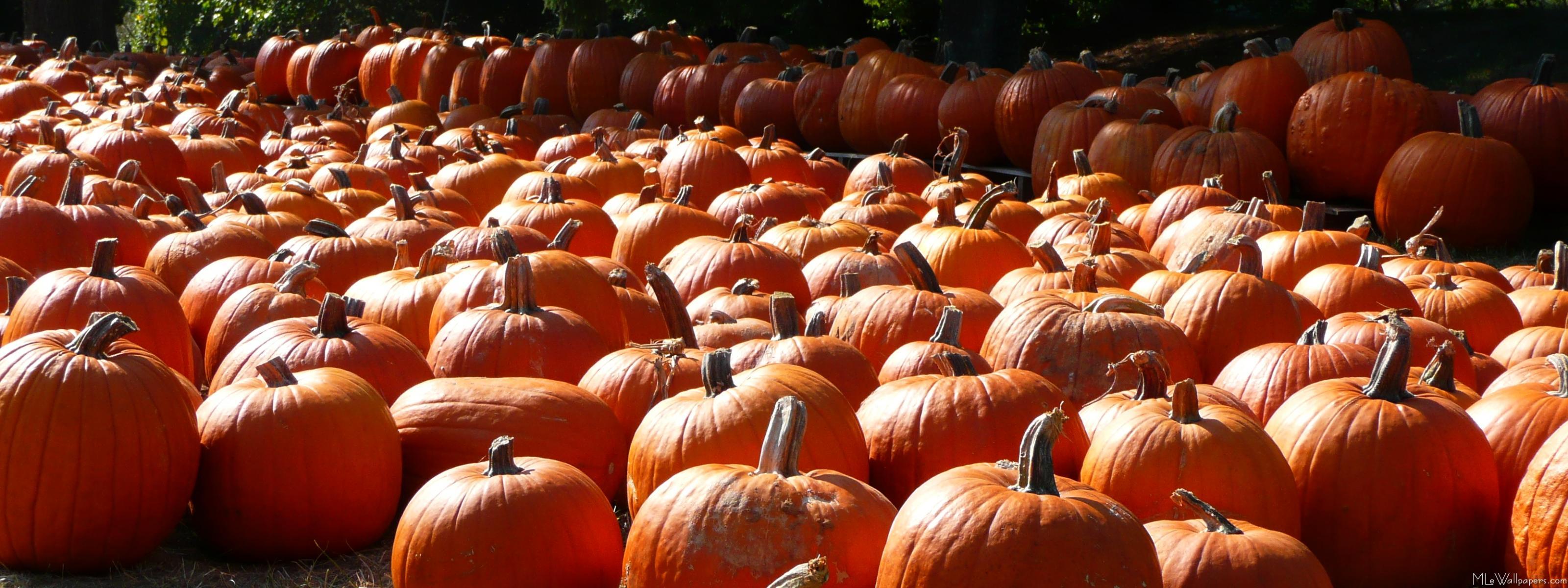 October Pumpkins Wallpapers - Top Free October Pumpkins Backgrounds ...