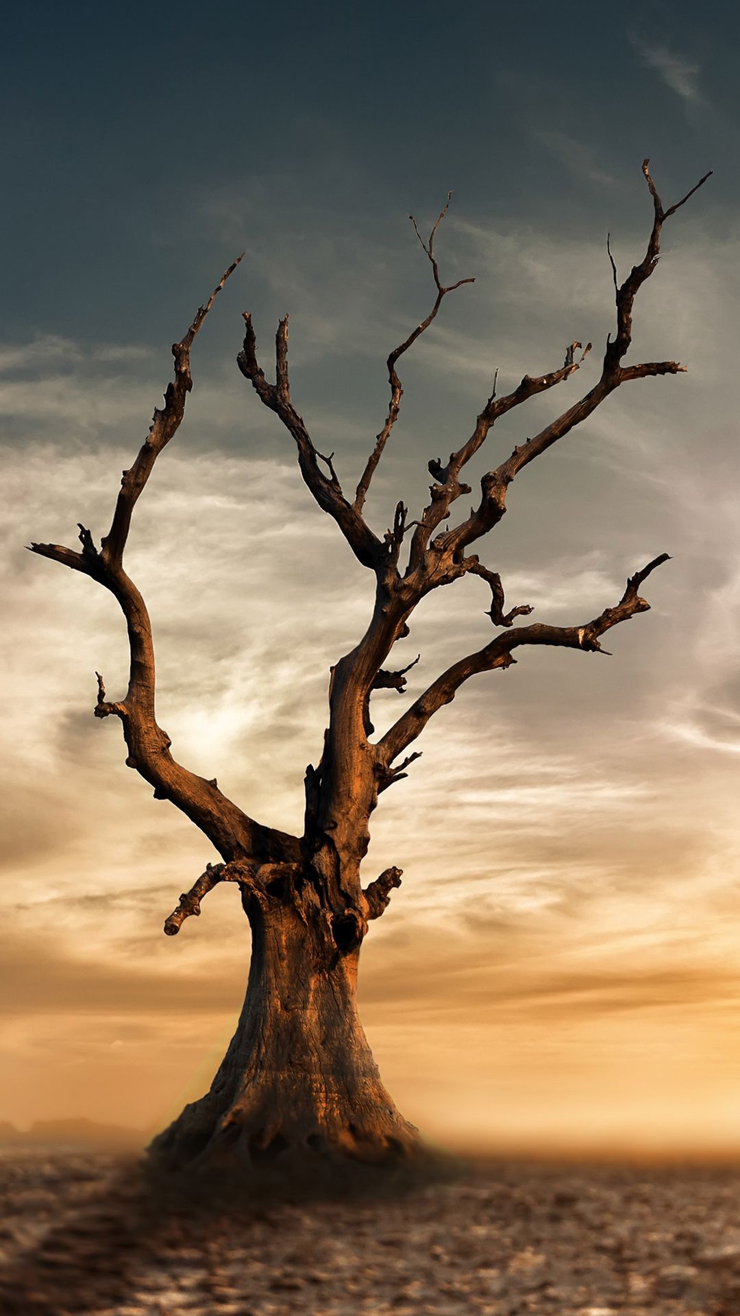 Desert Tree Wallpapers - Top Free Desert Tree Backgrounds - WallpaperAccess