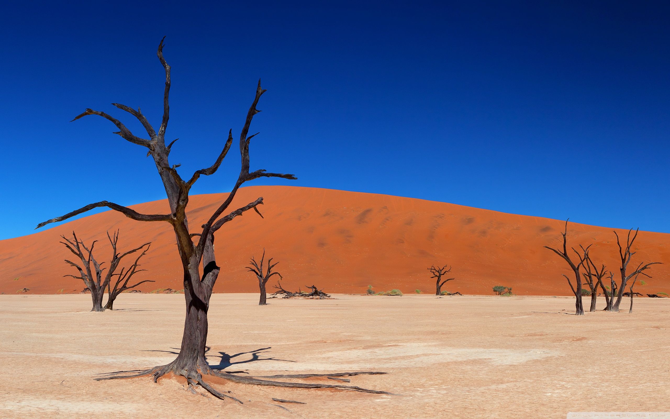Desert Tree Wallpapers - Top Free Desert Tree Backgrounds - WallpaperAccess