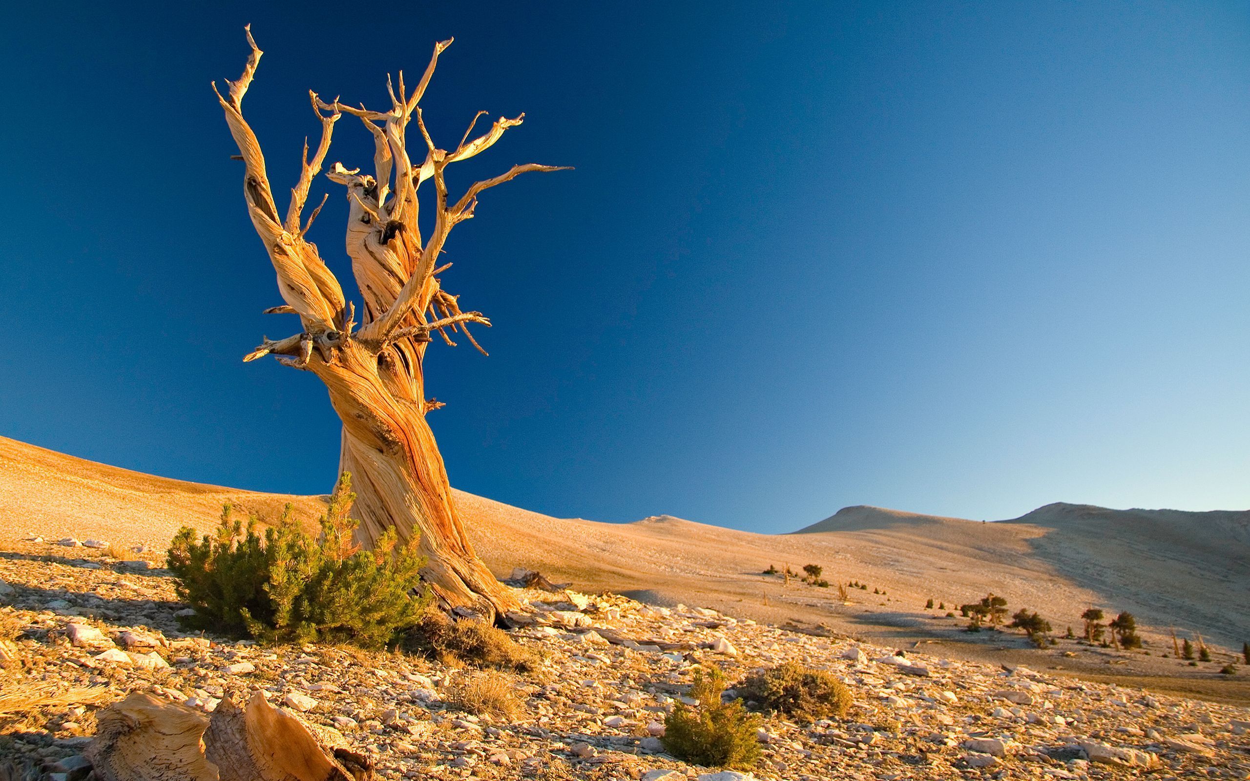 Desert Tree Wallpapers - Top Free Desert Tree Backgrounds - WallpaperAccess