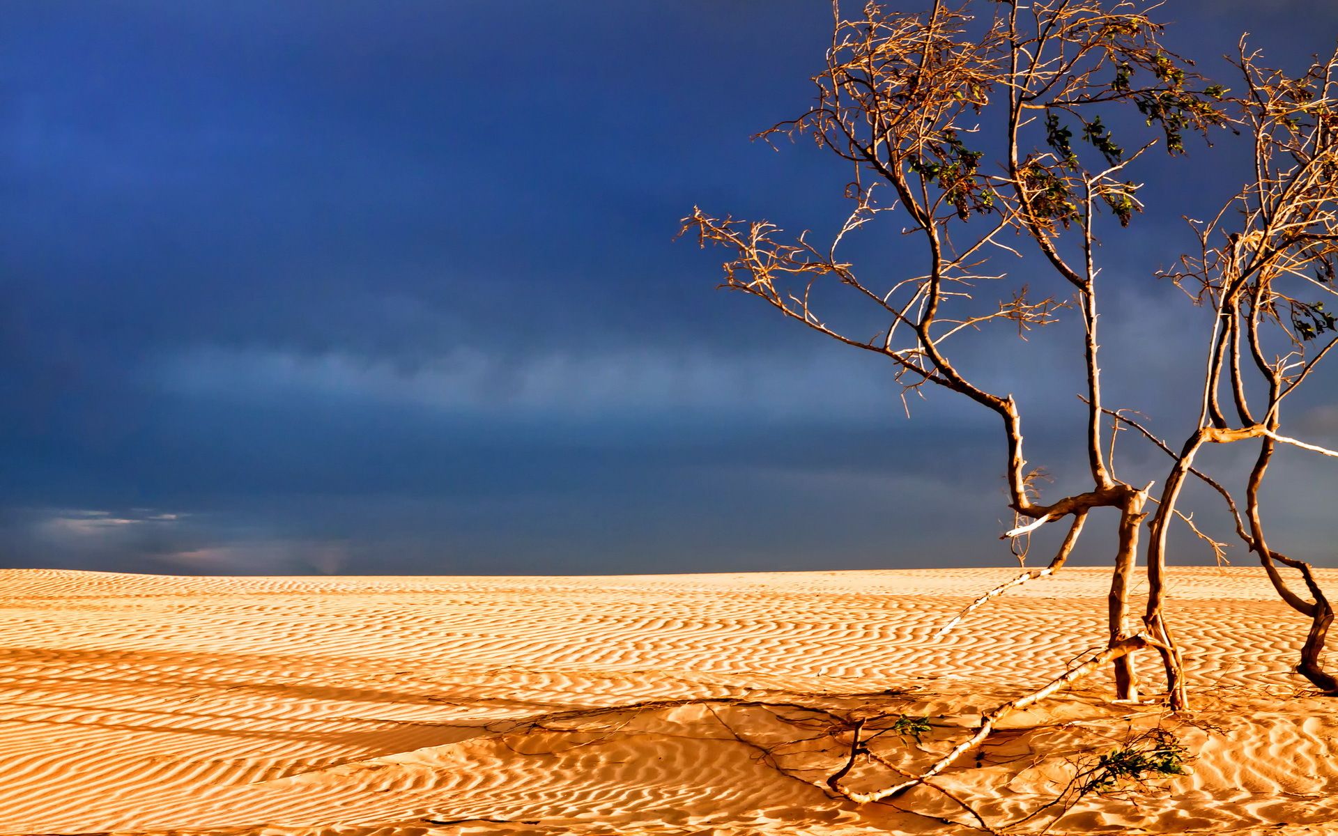 Desert Tree Wallpapers - Top Free Desert Tree Backgrounds - WallpaperAccess