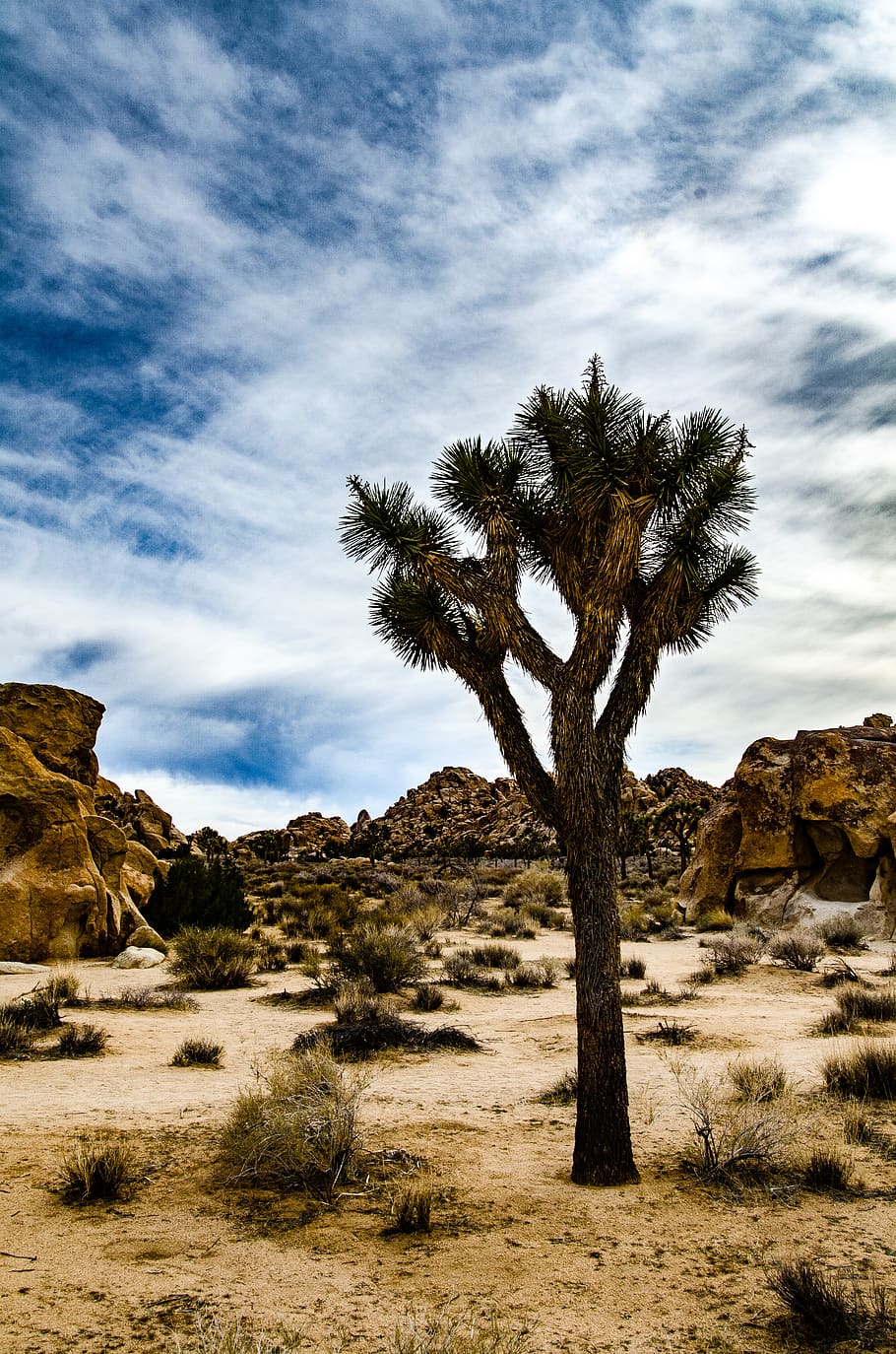 Desert Tree Wallpapers - Top Free Desert Tree Backgrounds - WallpaperAccess