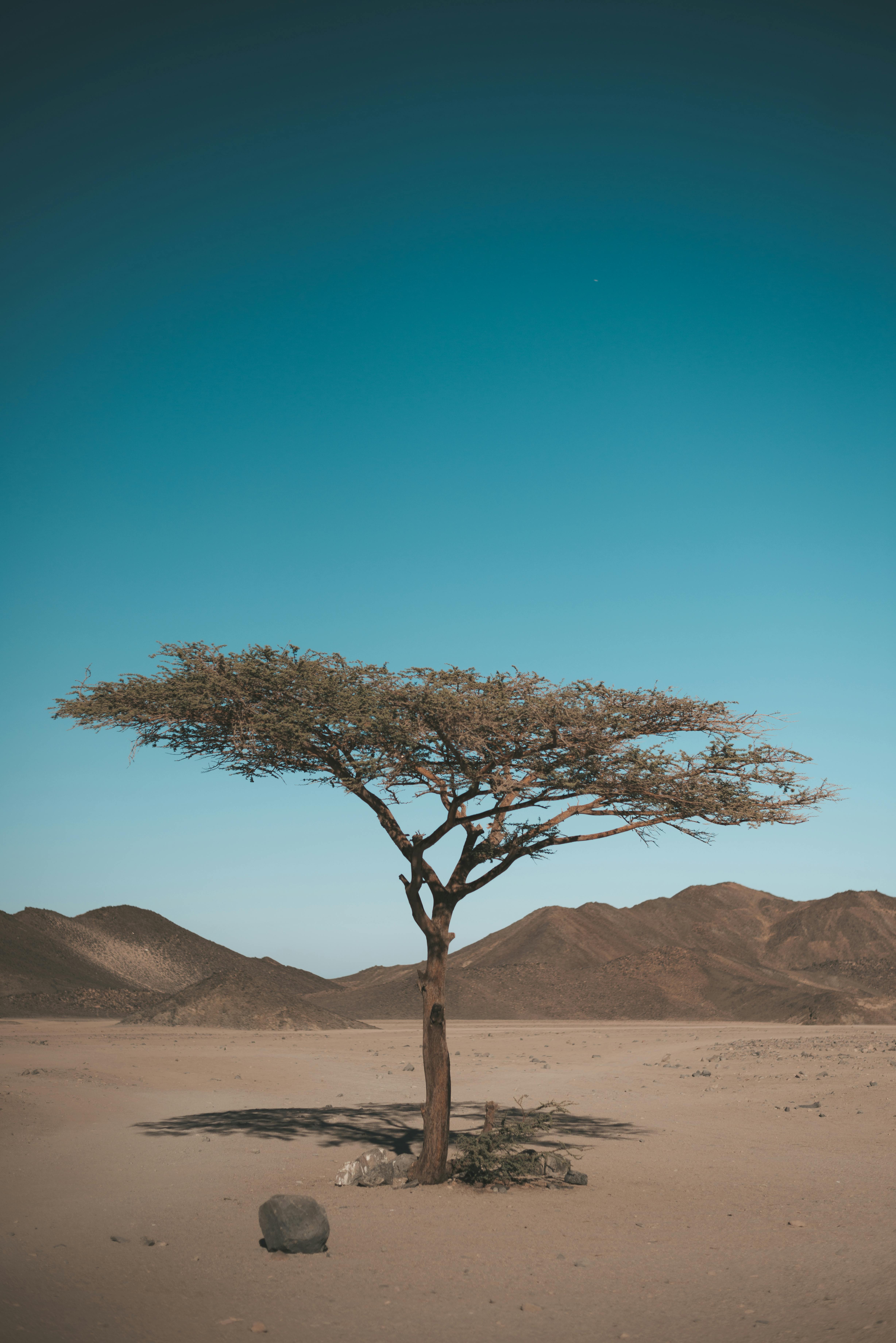 Desert Tree Wallpapers - Top Free Desert Tree Backgrounds - WallpaperAccess